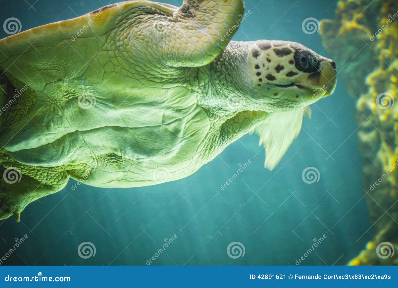 Huge Turtle Swimming Under the Sea Stock Image - Image of background ...