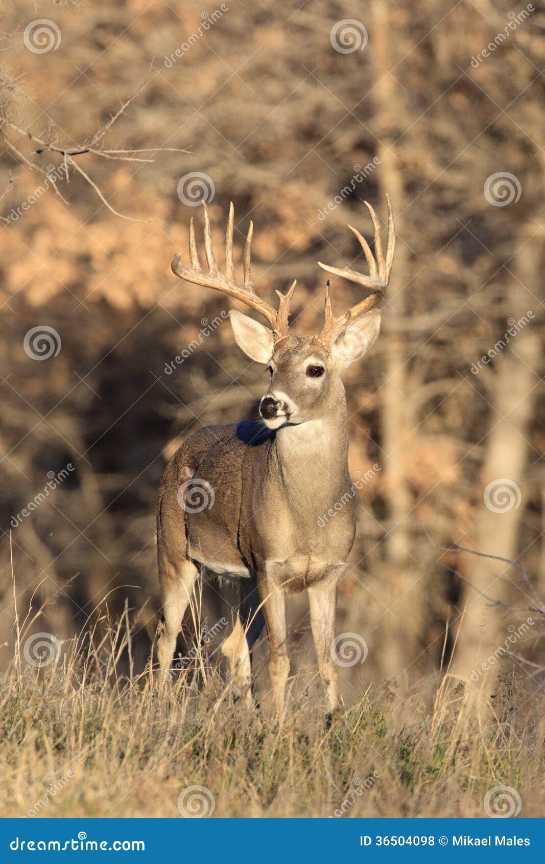 Huge Typical Racked Whitetail Buck Stock Photo - Image of animals ...