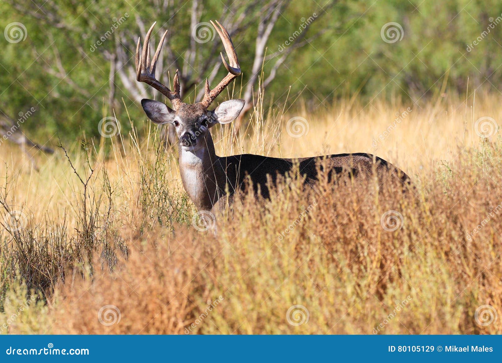 Huge Typical Whitetail Buck Stock Image - Image of hunting, fighting ...
