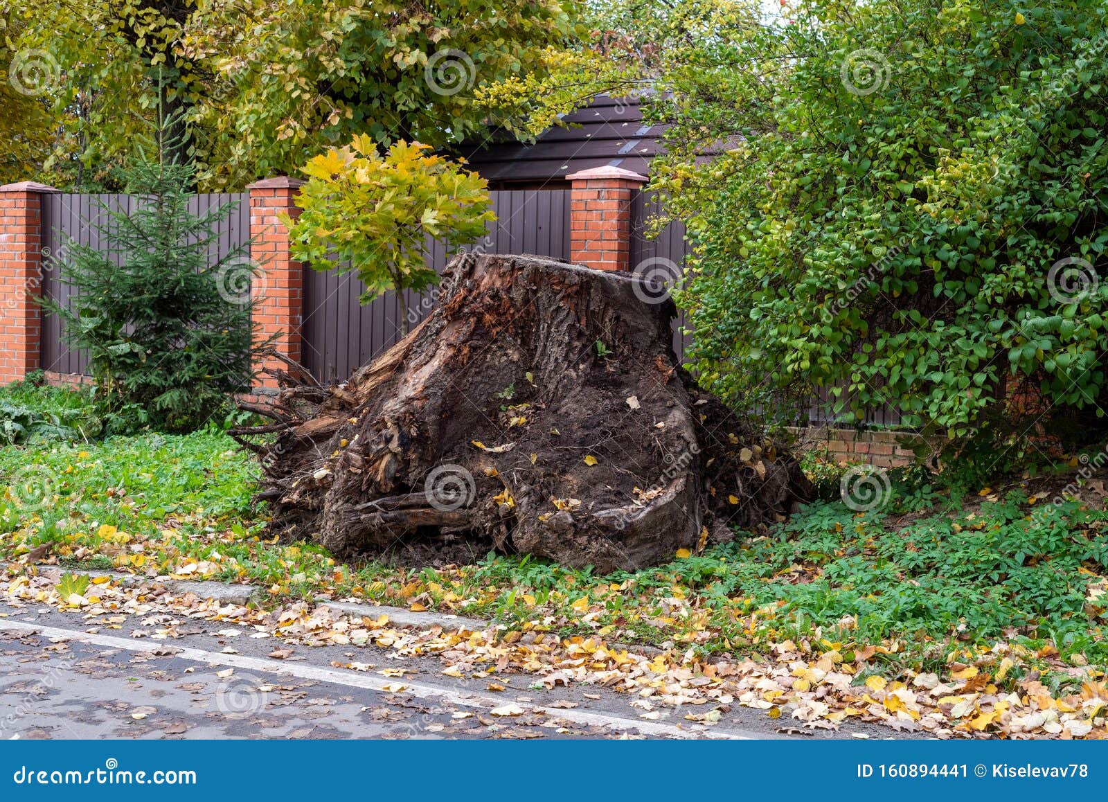 Huge Uprooted Old Tree In Dense Forest Royalty-Free Stock Image ...