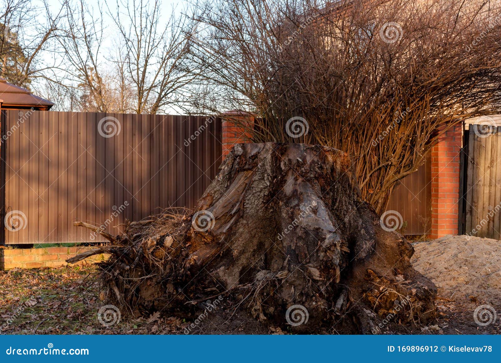 Huge Uprooted Tree Stump on the Background of the Fence and Bushes ...