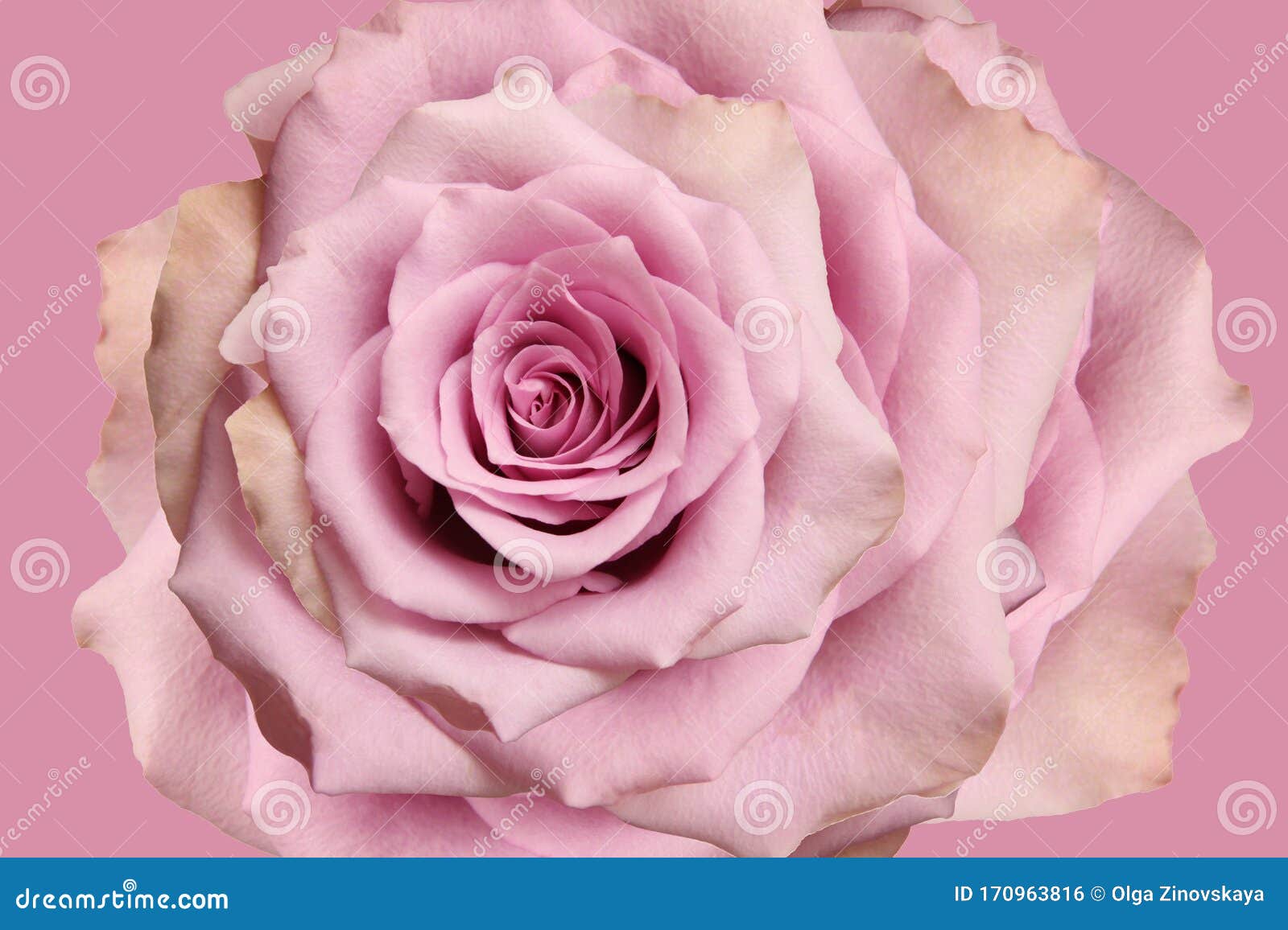 Huge Vintage Pale Pink Rose on a Bright Pink Background Stock Photo ...