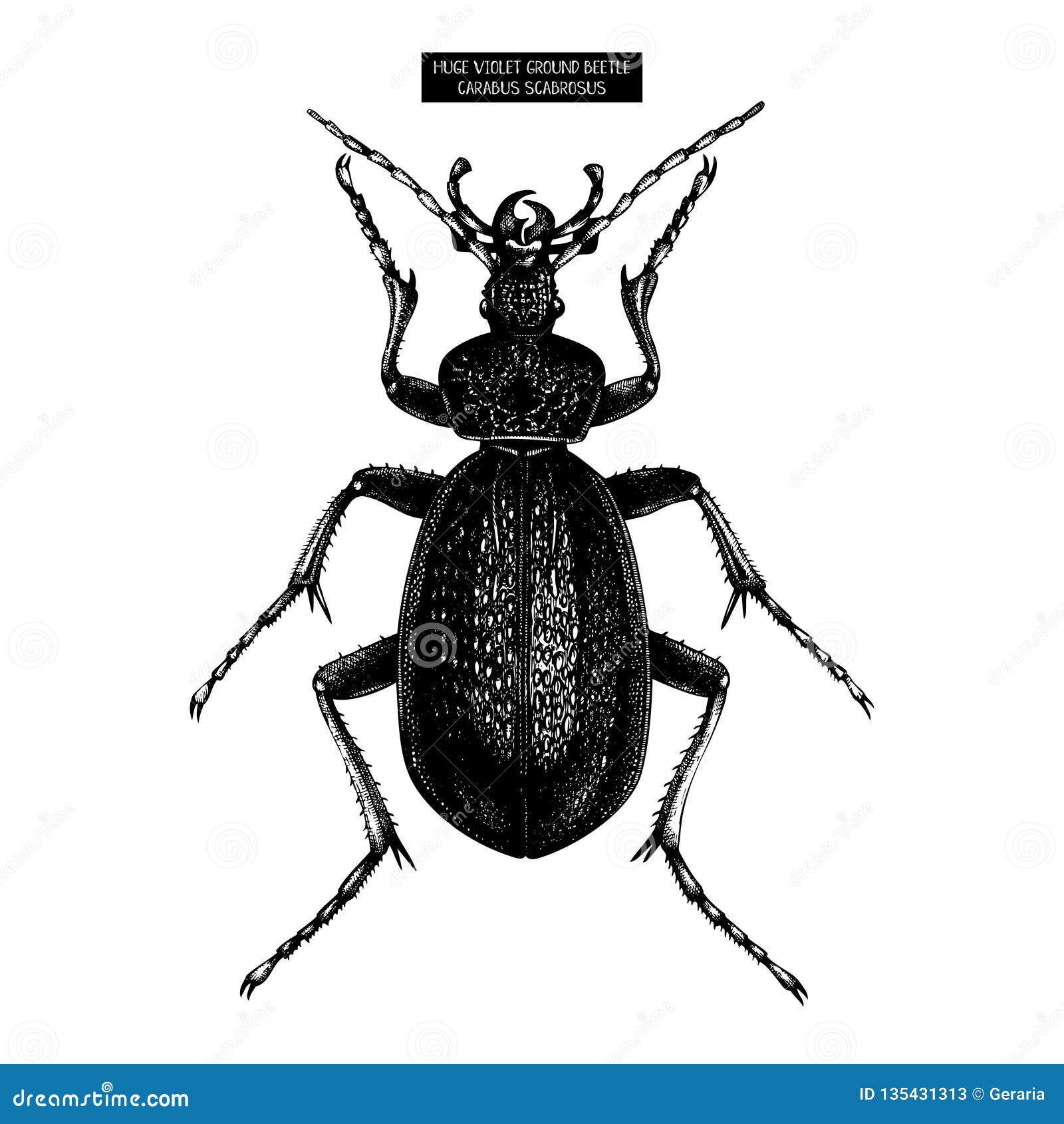 Ground Beetle. Colorful Vector Drawing Of Big Blue Beetle ...