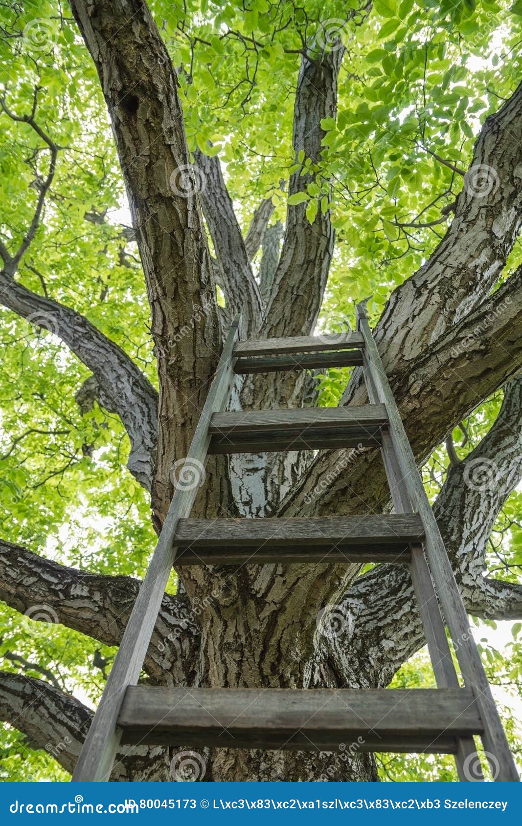 Huge Walnut Tree Ladder Stock Photos - Free & Royalty-Free Stock Photos ...