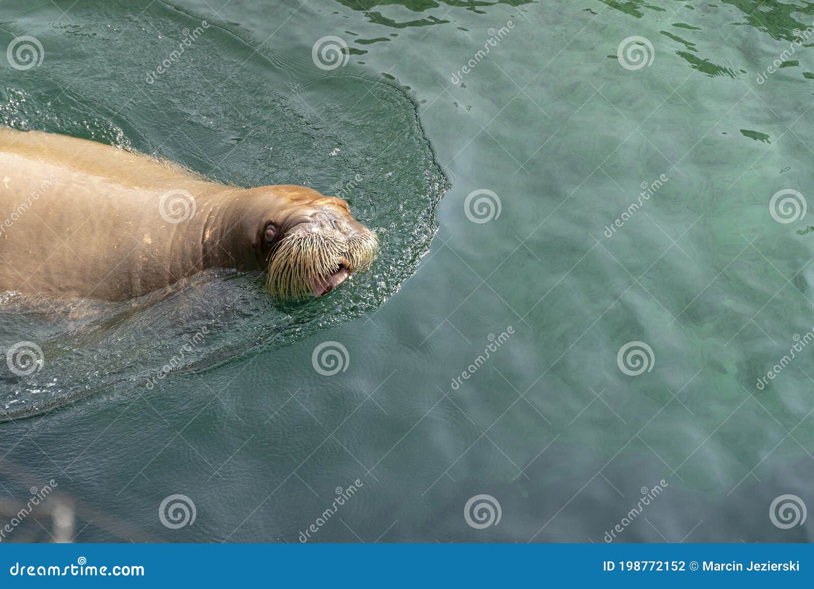 Huge Walrus Swimming in the Water Stock Photo - Image of wave, camera ...