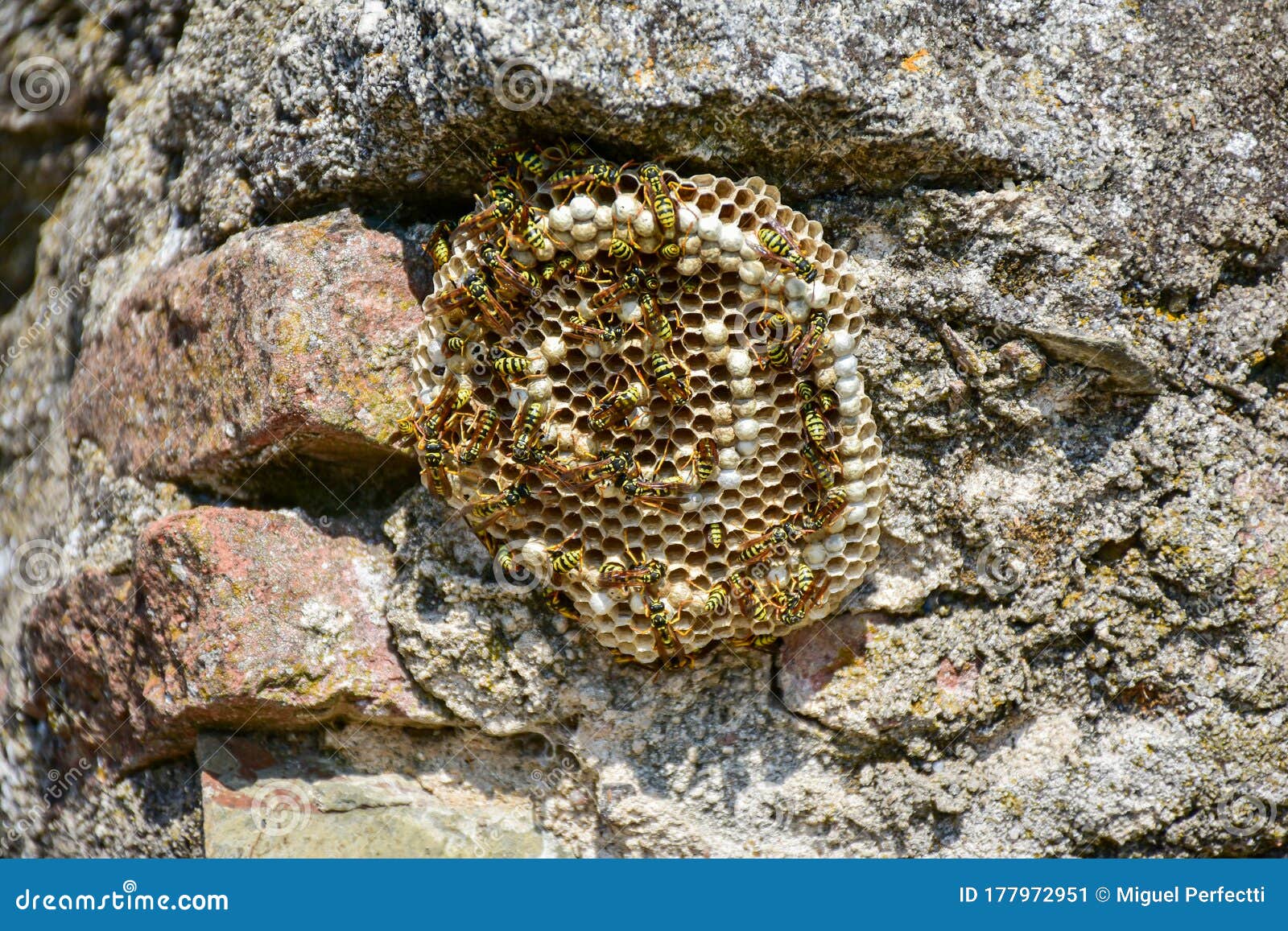 Huge wasp nest stock image. Image of insect, brown, animal - 177972951