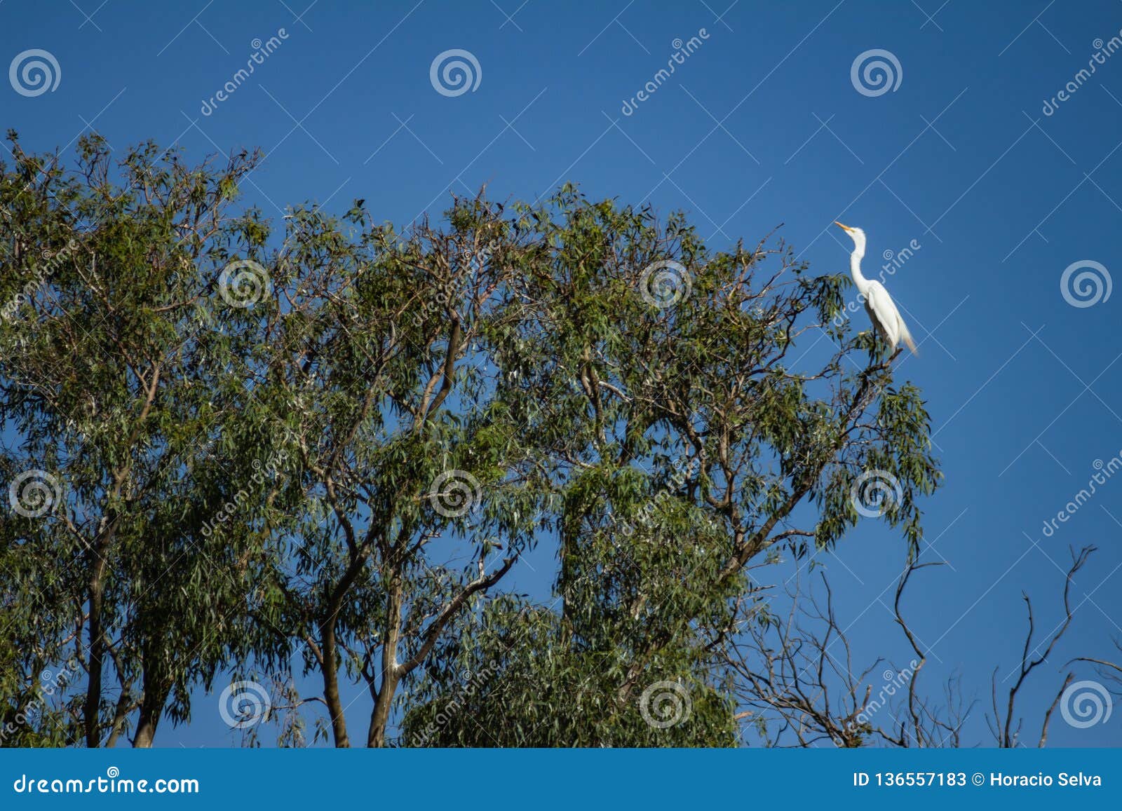 Huge White Bird on a Tree. a Wild Bird Stock Image - Image of flying ...