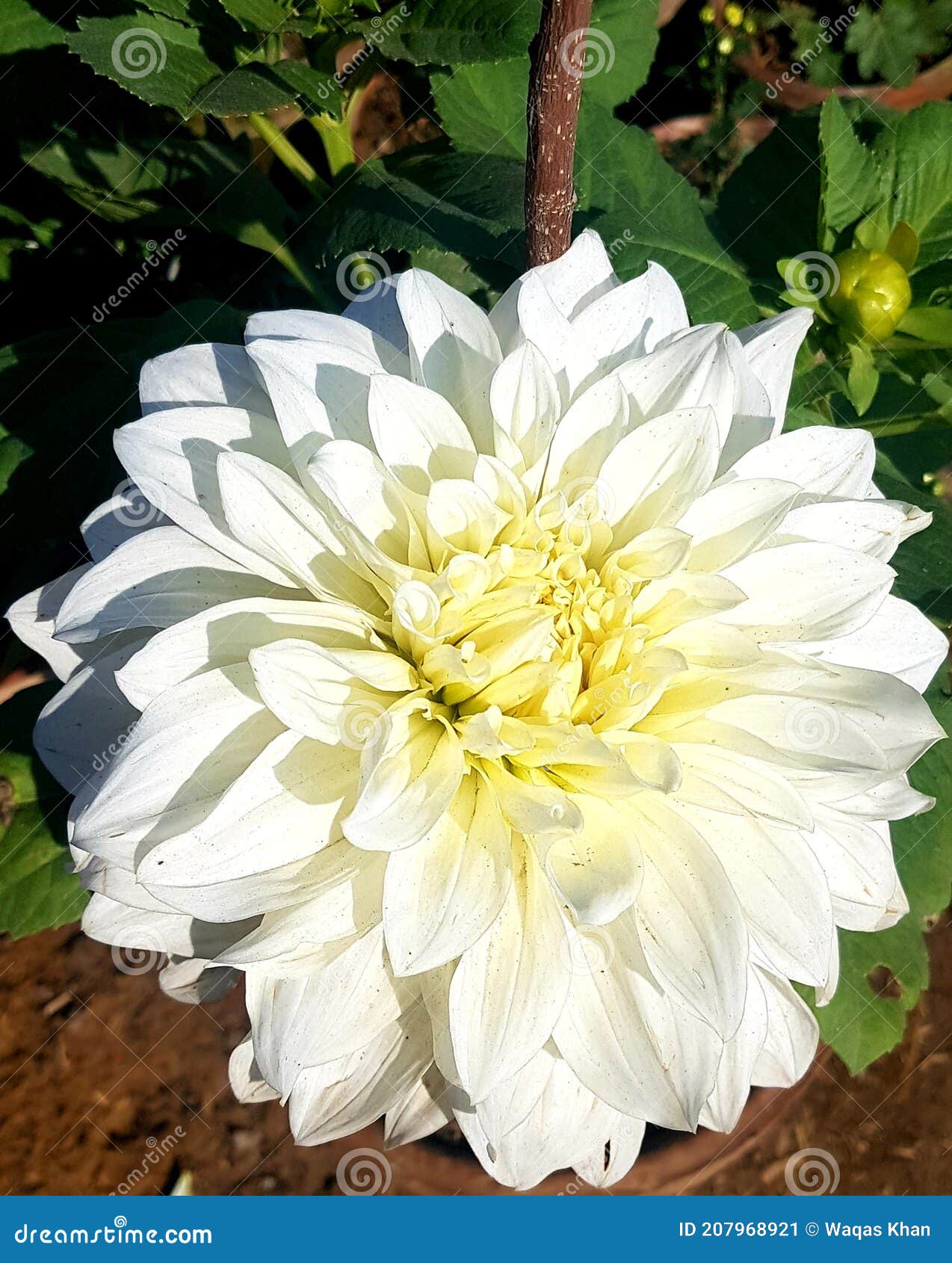 Huge White Flower stock image. Image of petal, sunflower - 207968921