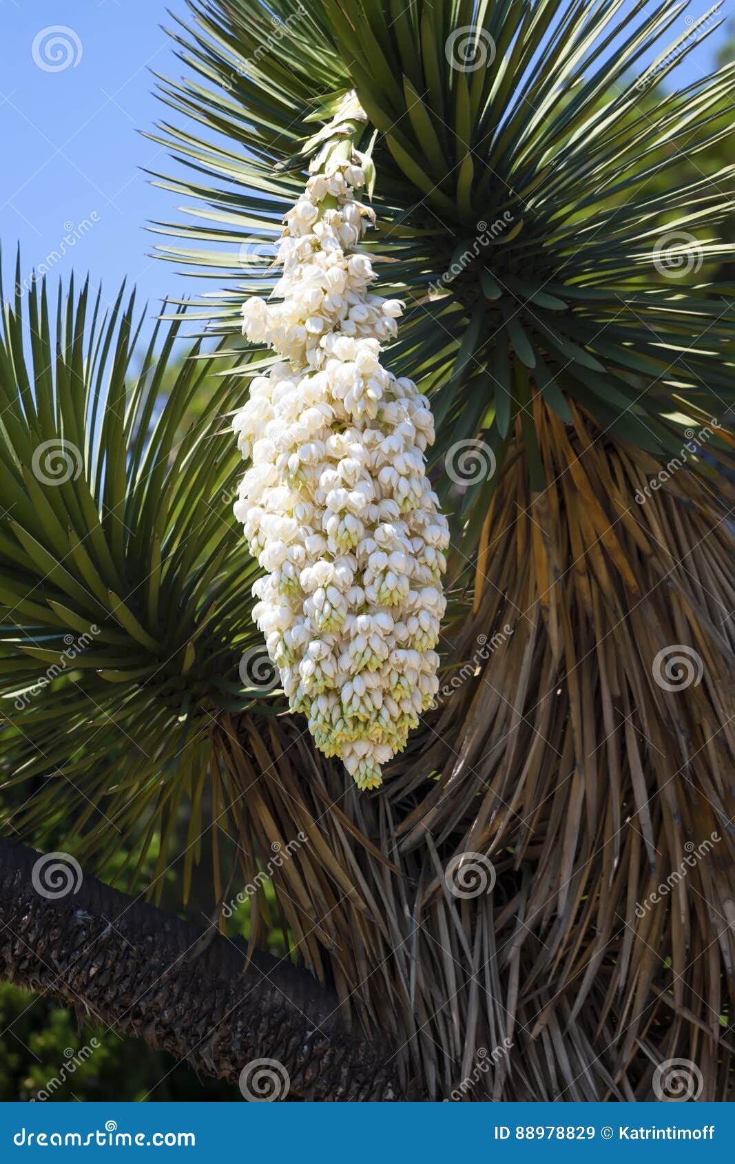 Huge White Flower of a Yucca Stock Image - Image of flower, desert ...