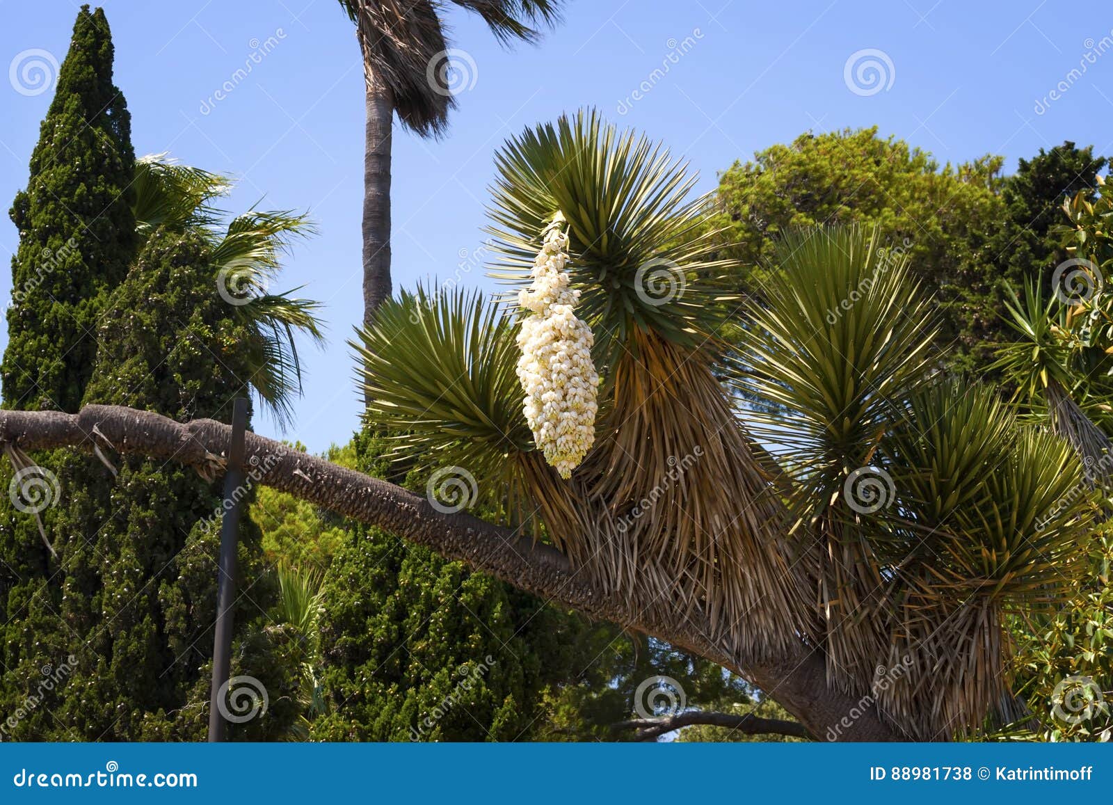 Huge White Flower of a Yucca Stock Photo - Image of rare, flowering ...