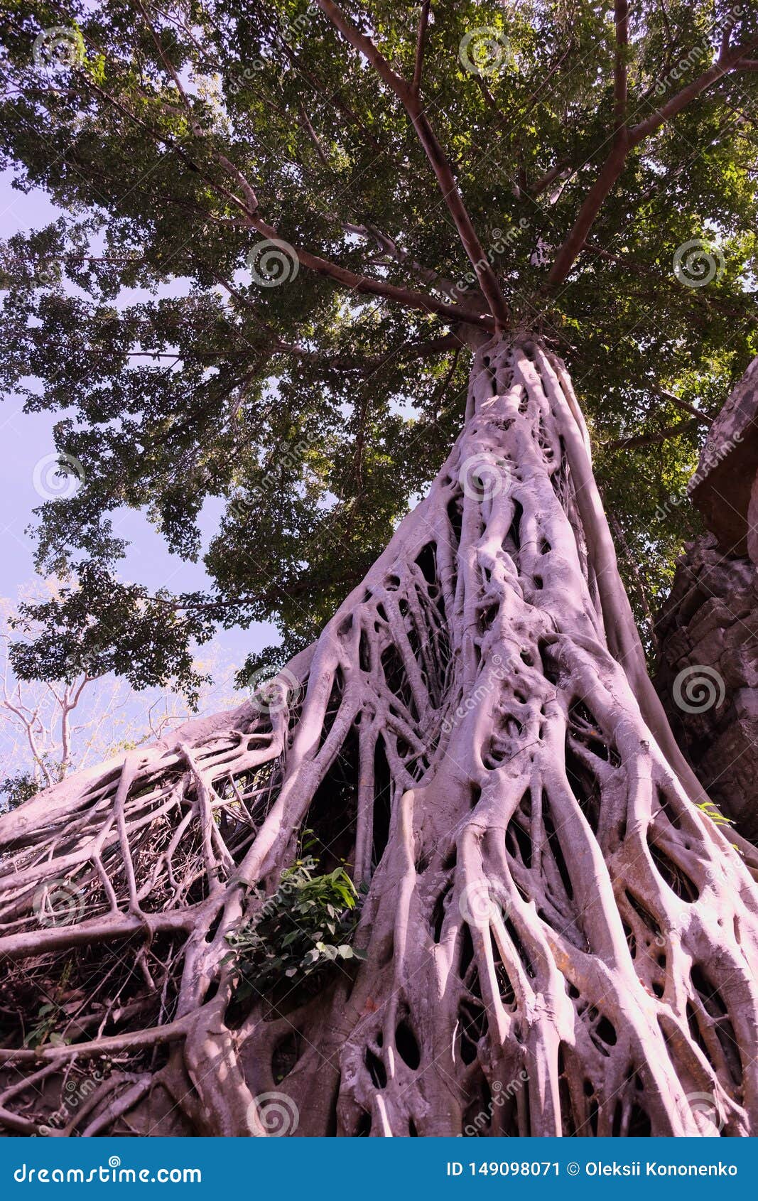 Huge White Roots of Tetrameles Tree. Lush Crown of a Tropical Tree ...