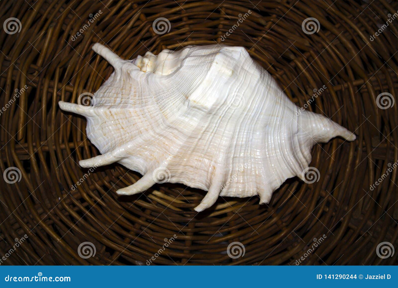 Huge White Sea Shell with a Pearl Tone Stock Photo - Image of beauty ...
