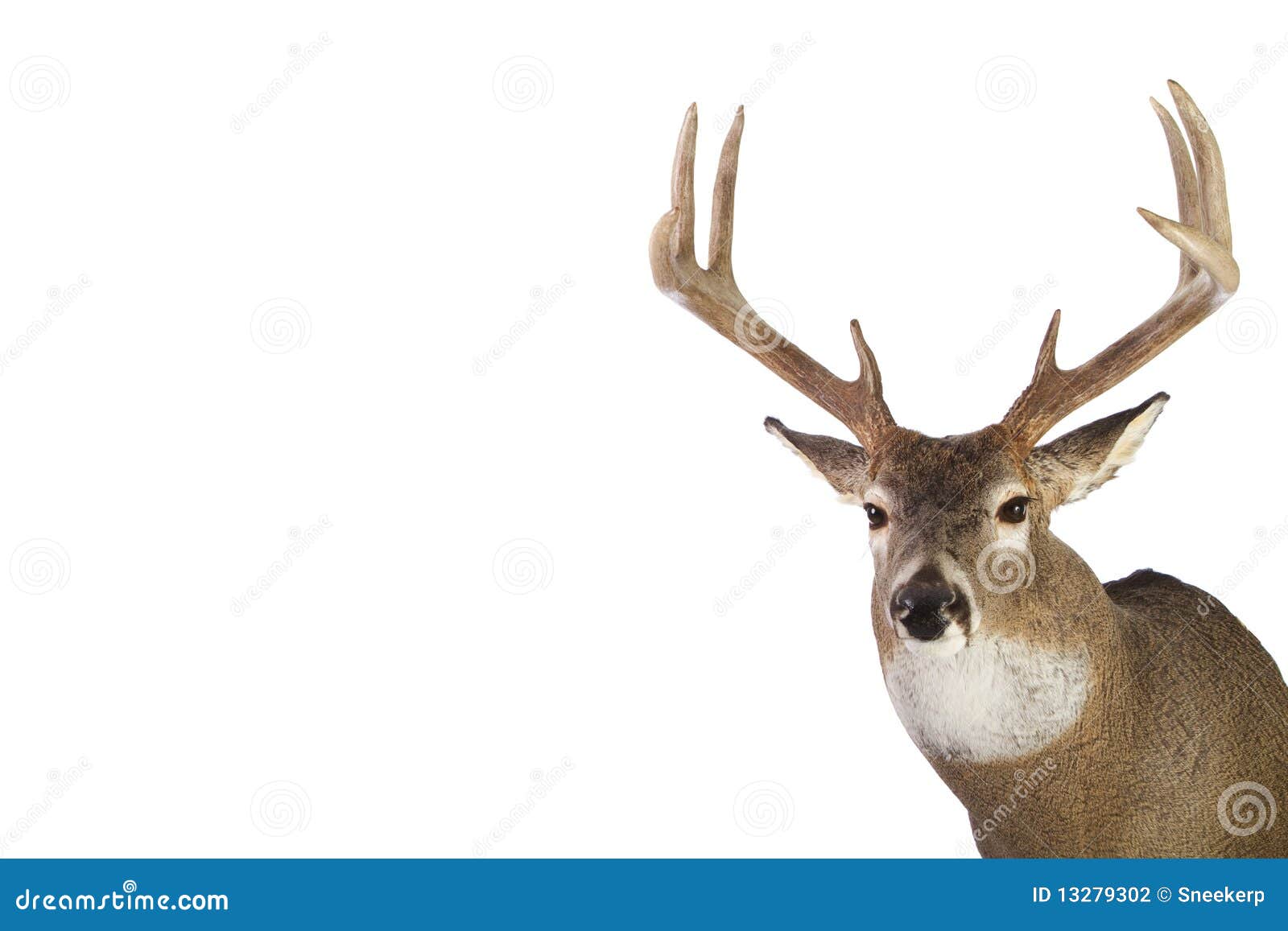 Huge Whitetail Buck Isolated on White Background Stock Photo - Image of ...