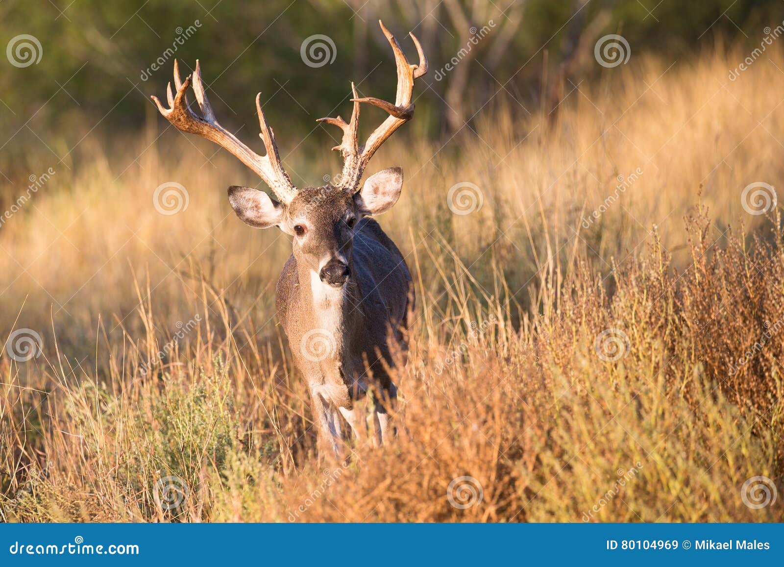 Huge Whitetail Buck in Search of Doe Stock Image - Image of beam, tines ...