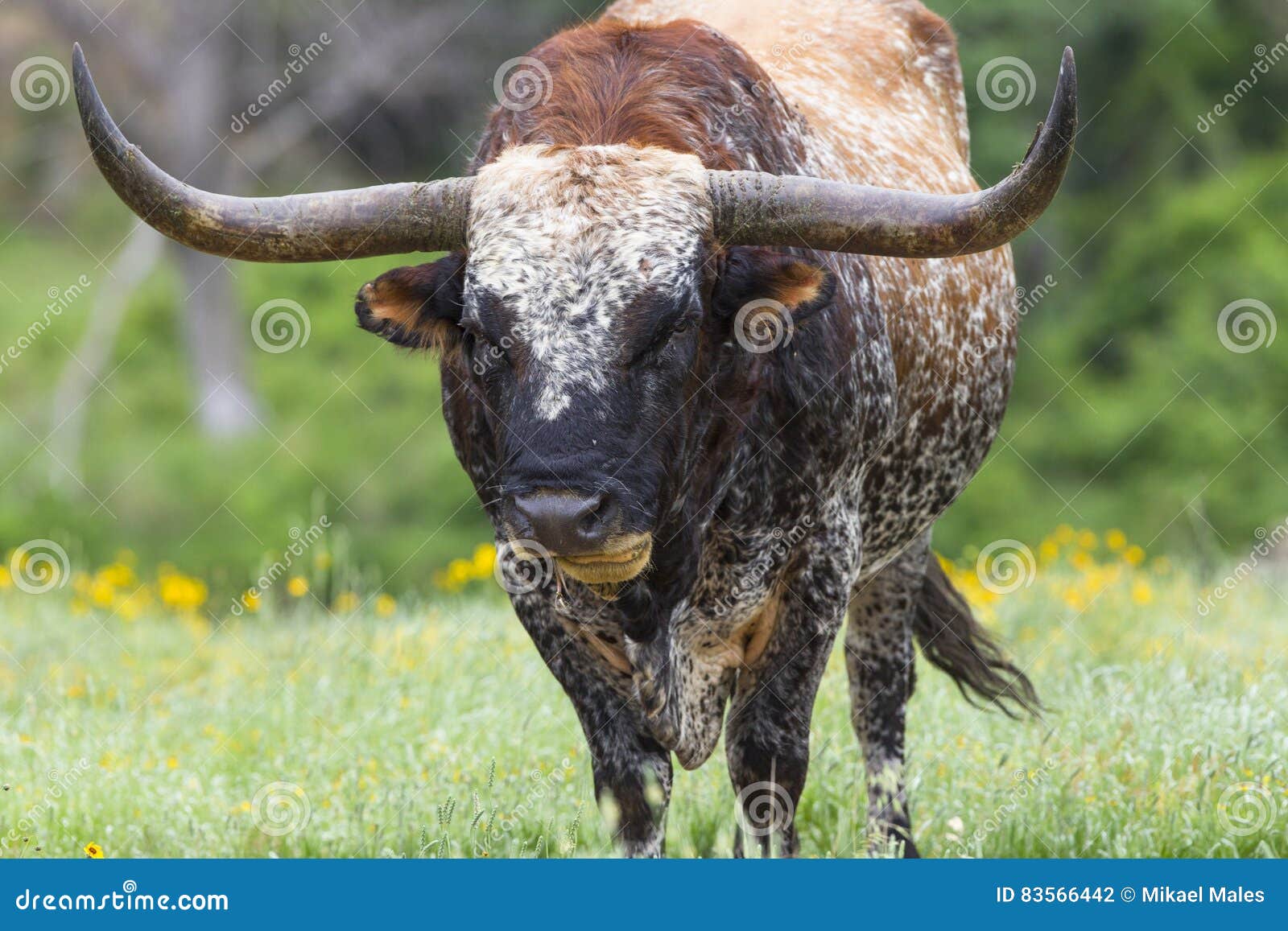 Wild Texas Longhorn Bull Isolated On White Background Stock Photography ...