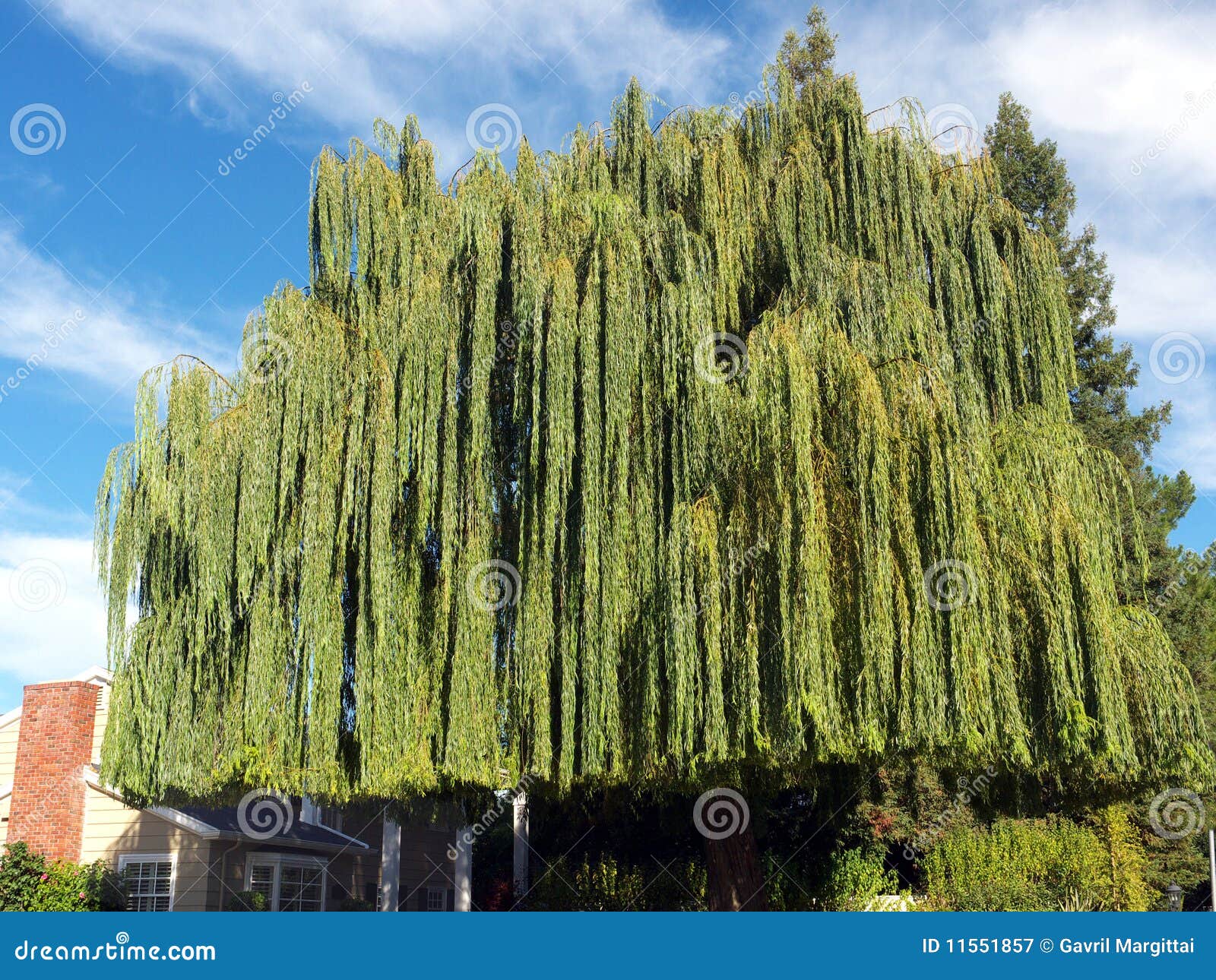 Huge willow tree stock image. Image of green, willow - 11551857