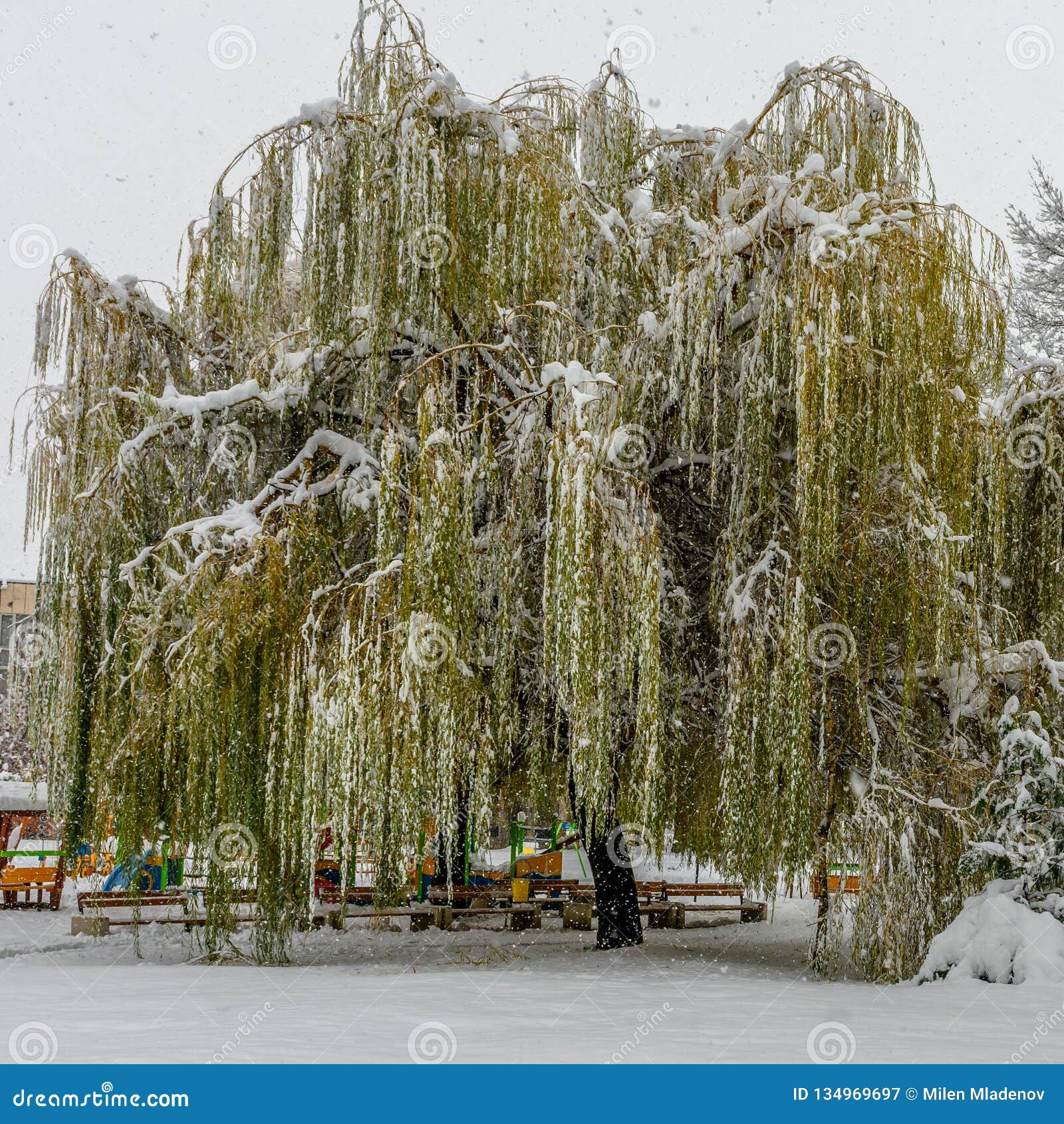 Huge Willow-tree Covered in Snow Stock Image - Image of willow, tree ...