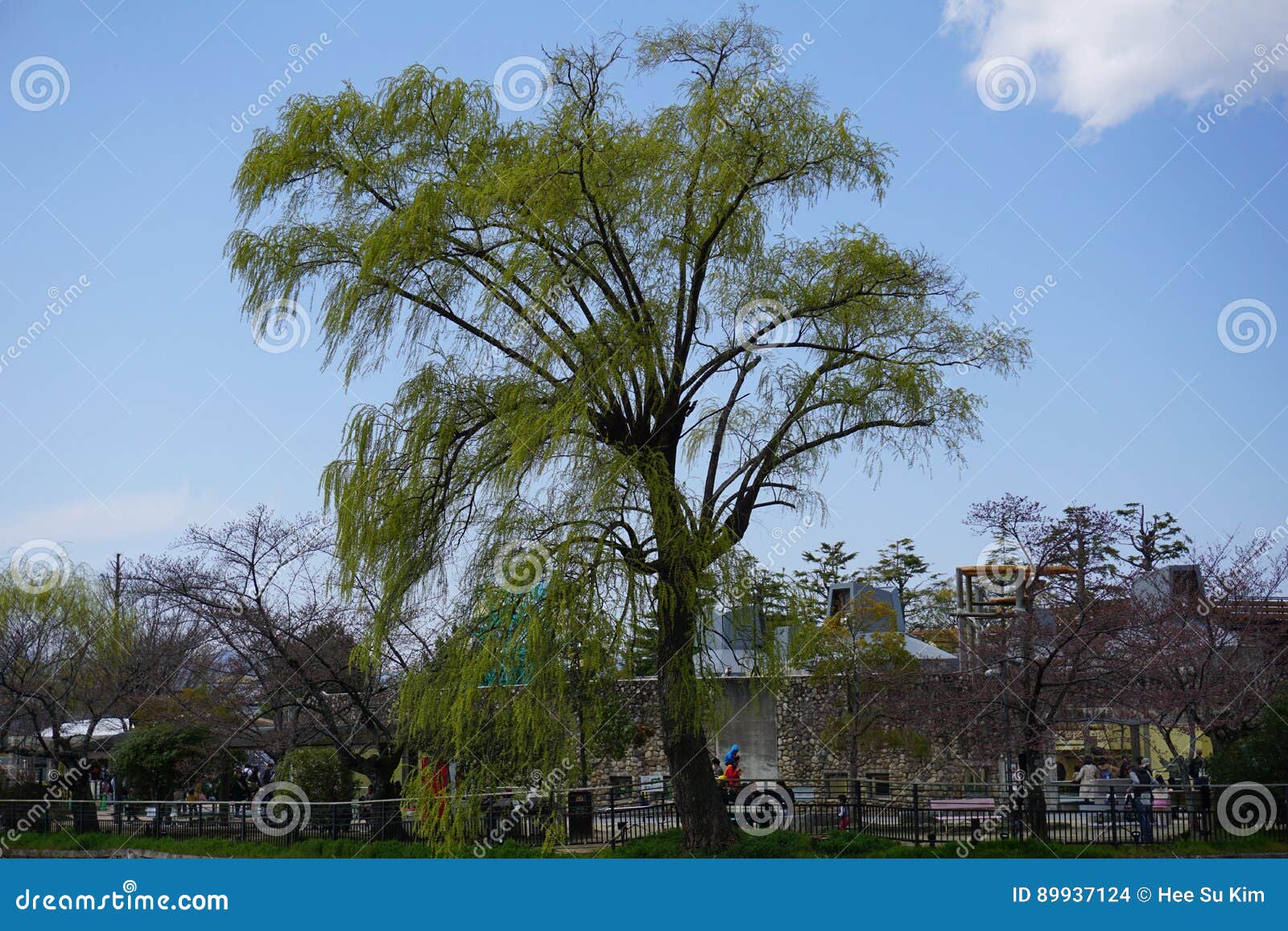 Huge willow tree in Kyoto stock photo. Image of tree - 89937124