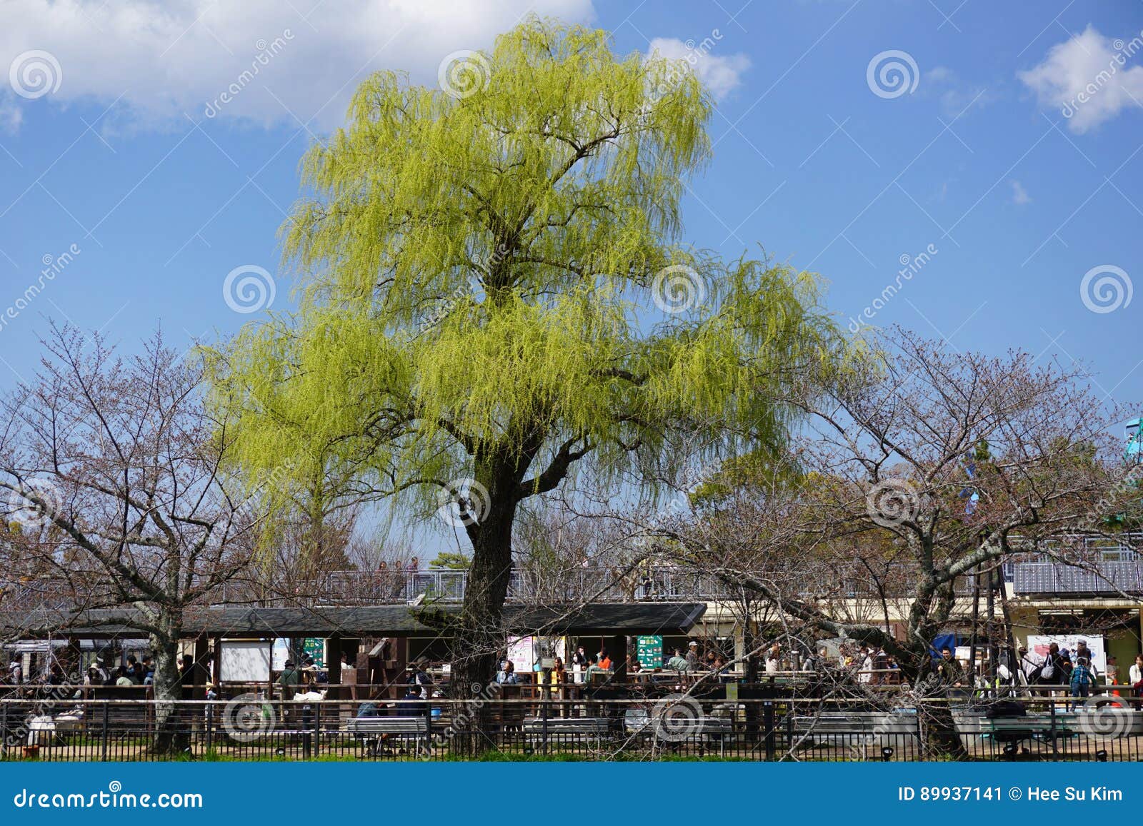 Huge willow tree in Kyoto editorial photo. Image of japan - 89937141