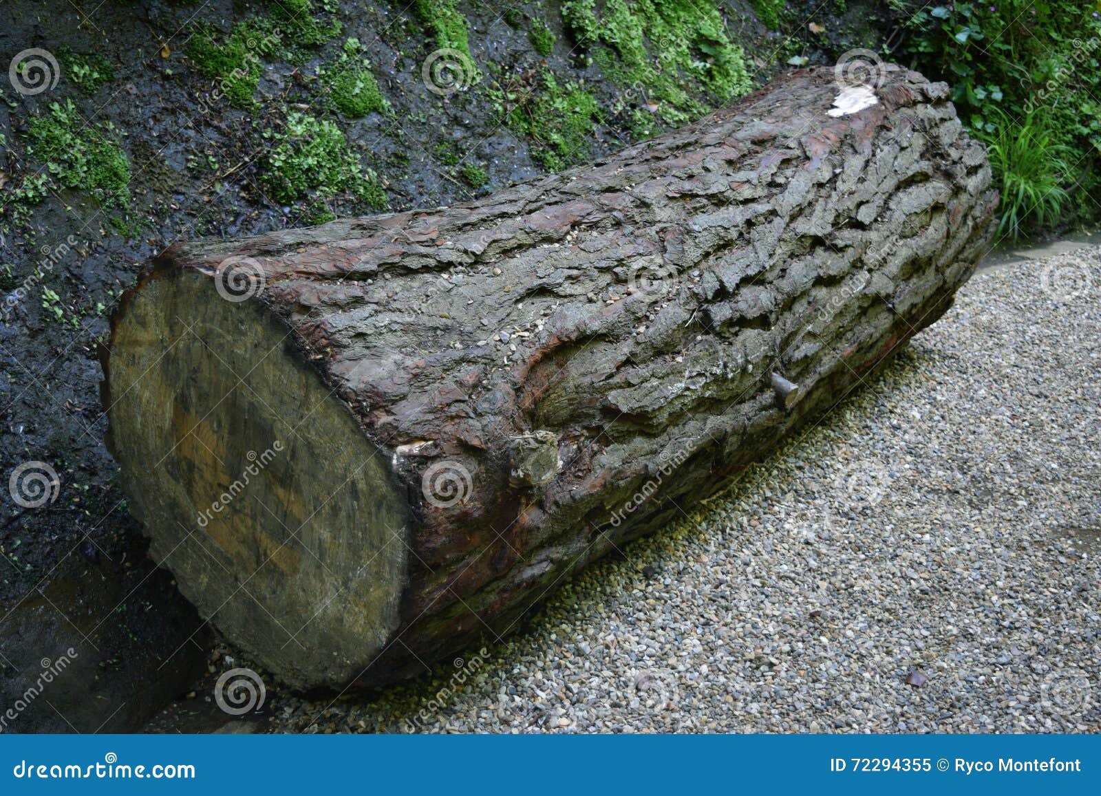 Huge Wooden Log stock image. Image of huge, national - 72294355