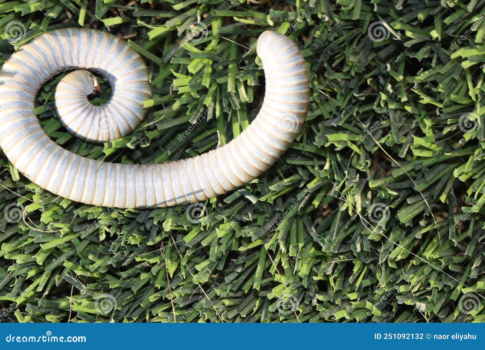 A Huge Worm on the Grass in the Yard of the House Stock Photo - Image ...