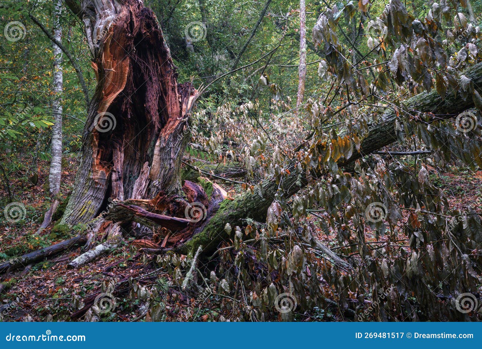 Wound From A Broken Tree Limb Creates Interesting Patterns Stock Image ...