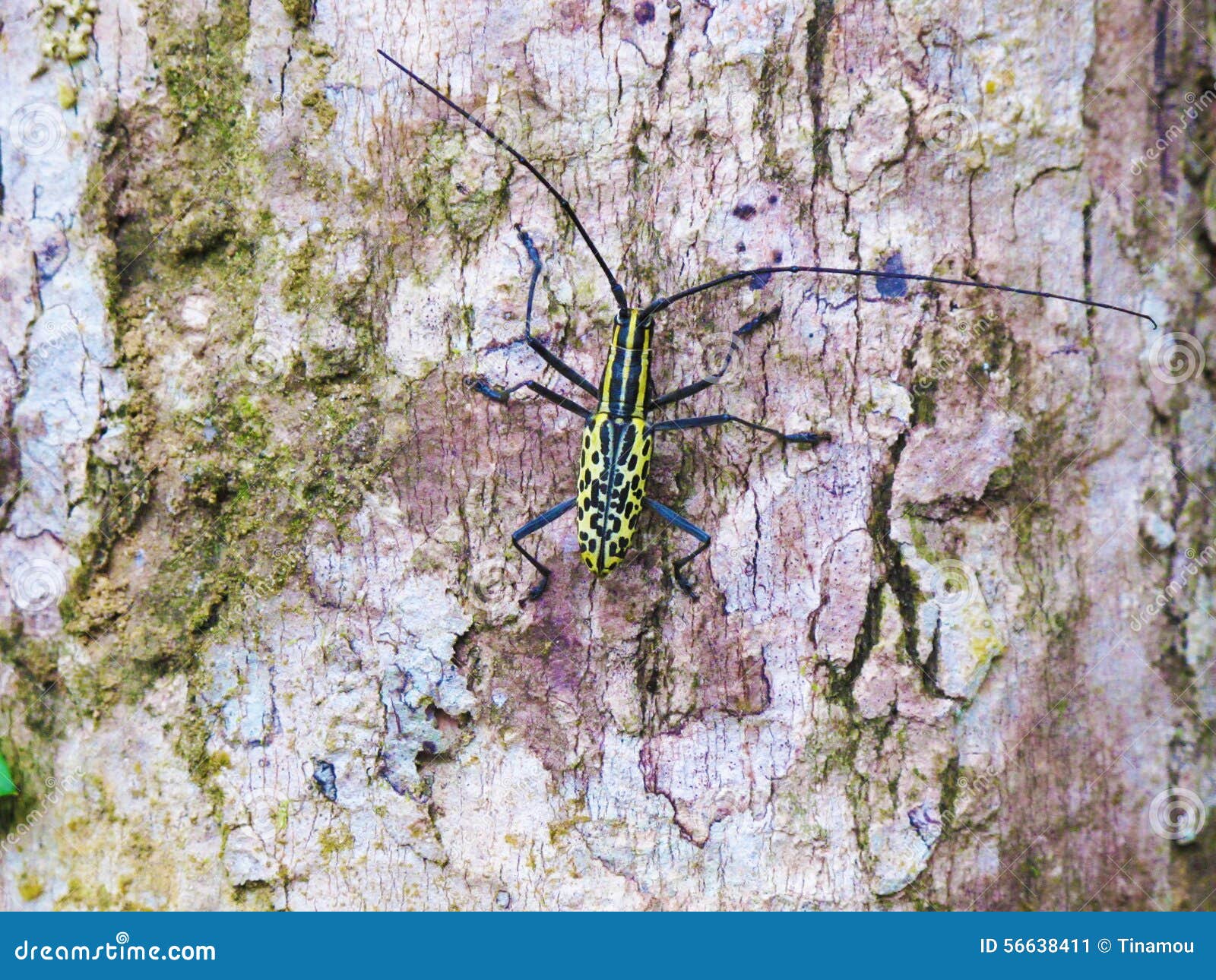 Huge Yellow Insect in Sri Lanka Stock Image - Image of lanka, tree ...