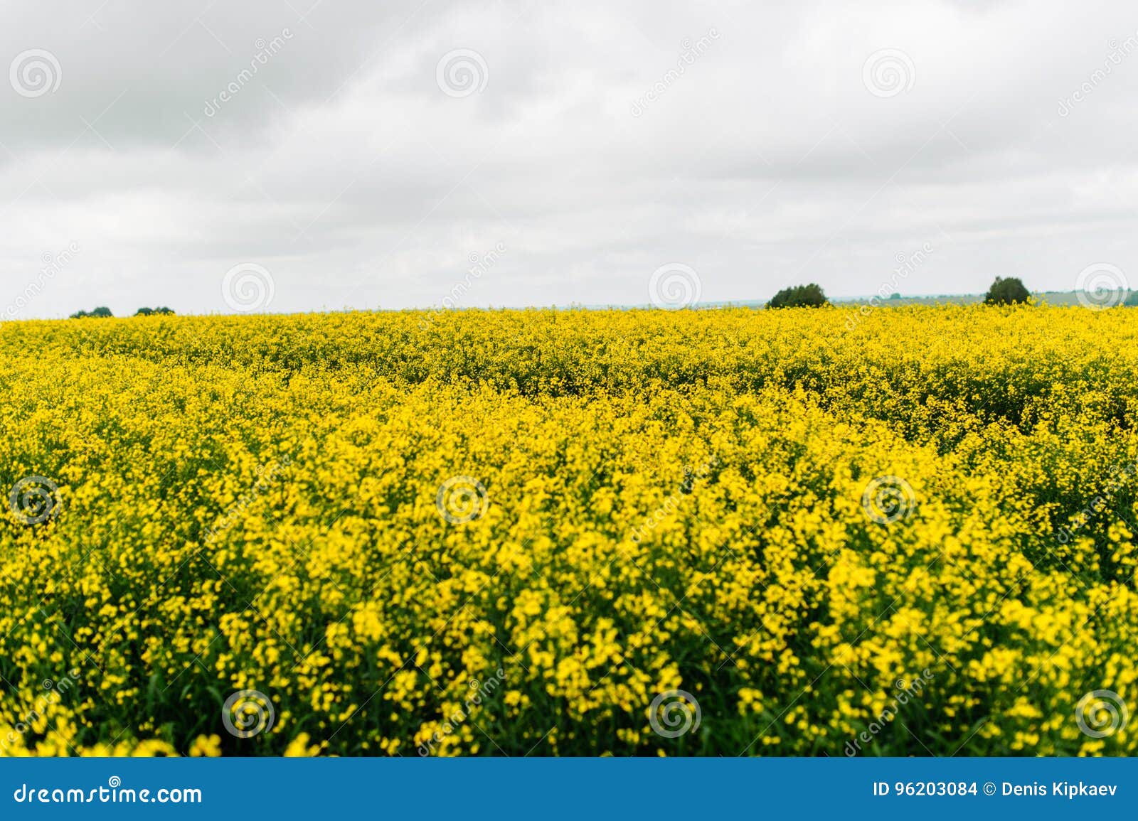A Huge Yellow Field. Agriculture Stock Photo - Image of agriculture ...