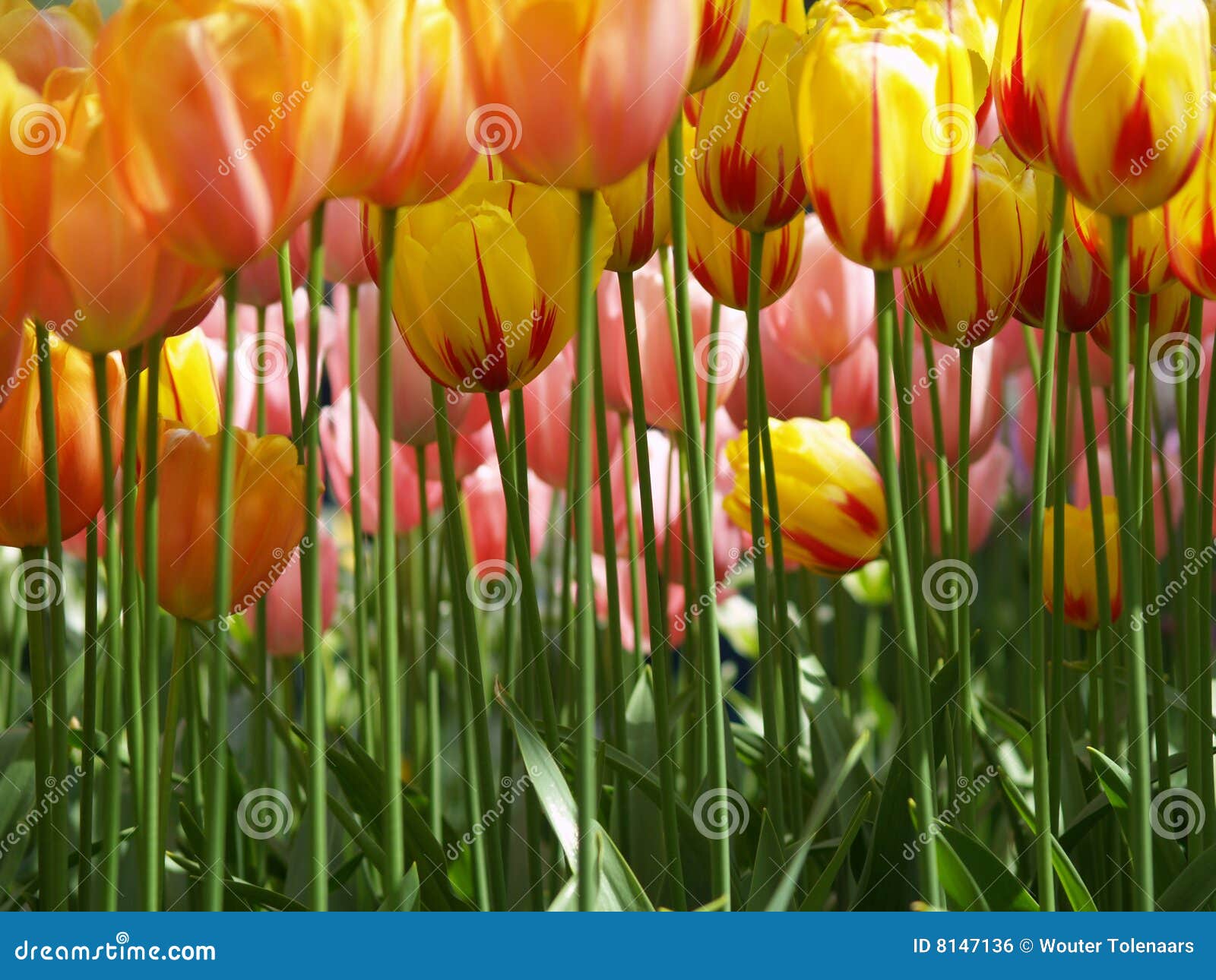 Huge yellow tulips stock photo. Image of ground, park - 8147136