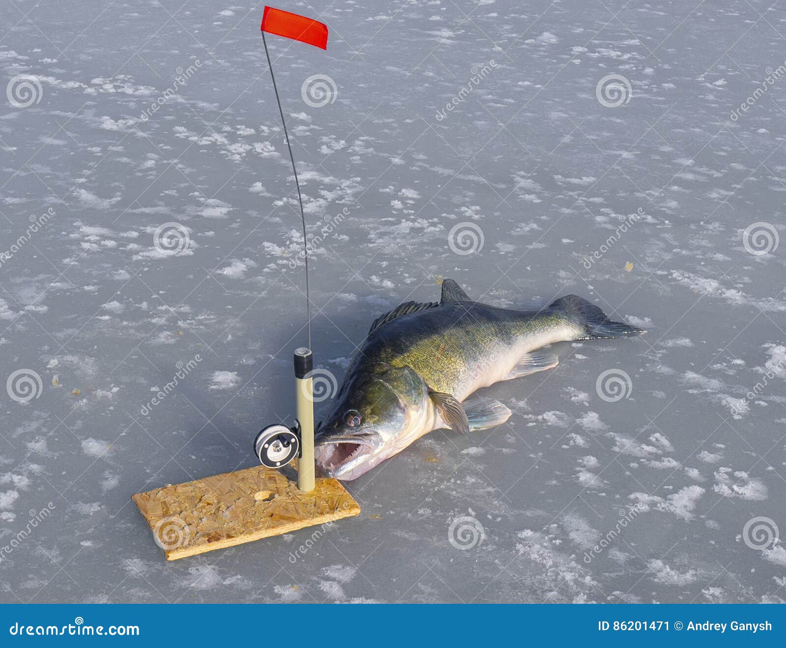 Huge Zander and Tackle for Fishing on the Ice Stock Image - Image of ...