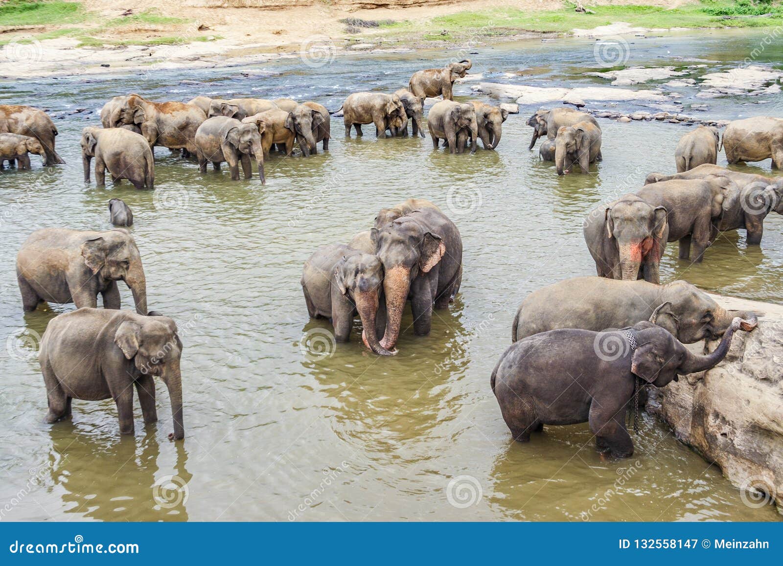 Hugging Elephants in the River Stock Image - Image of asian, maha ...