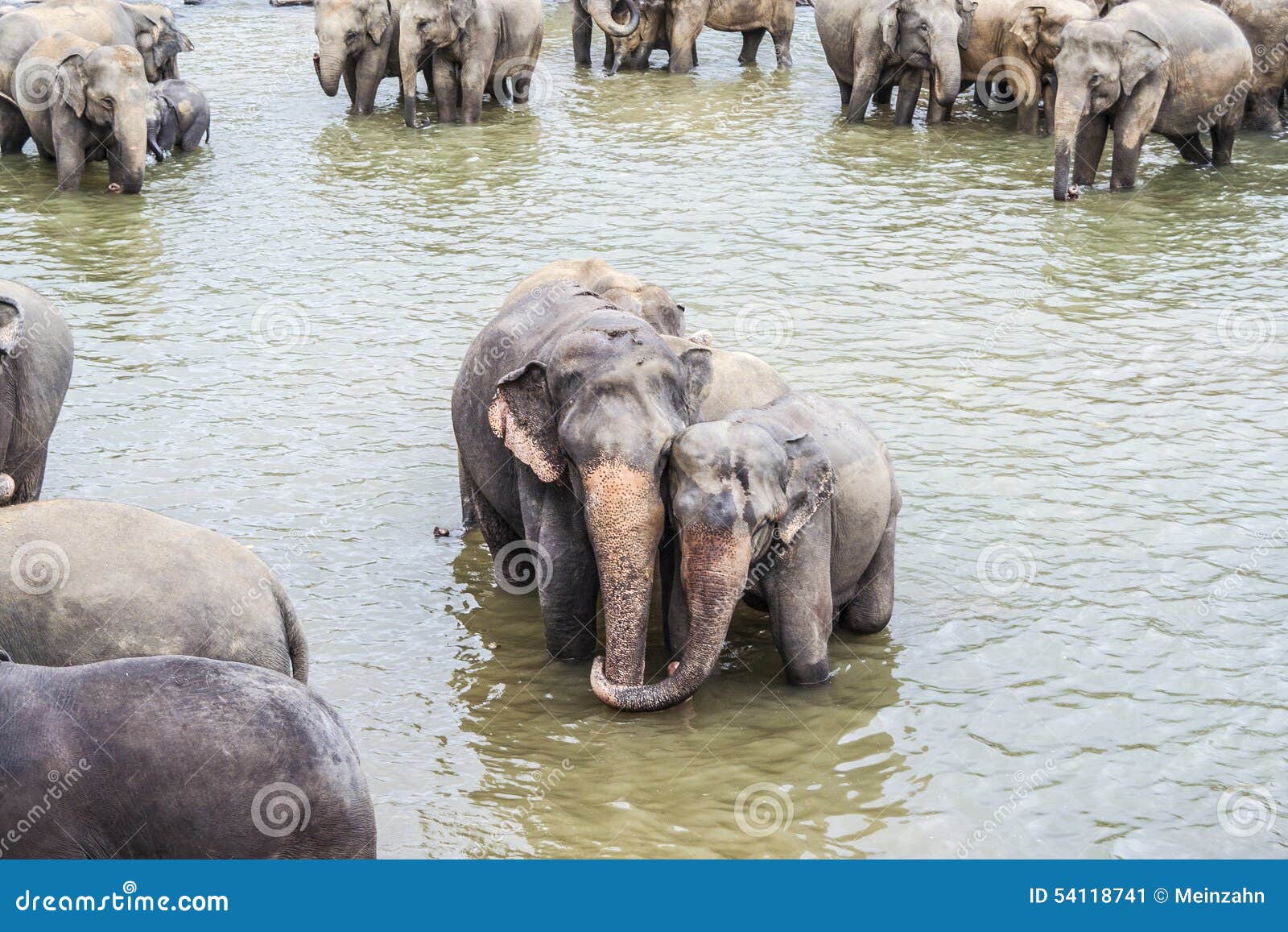 Hugging Elephants in the River Stock Image - Image of pinnawala, happy ...