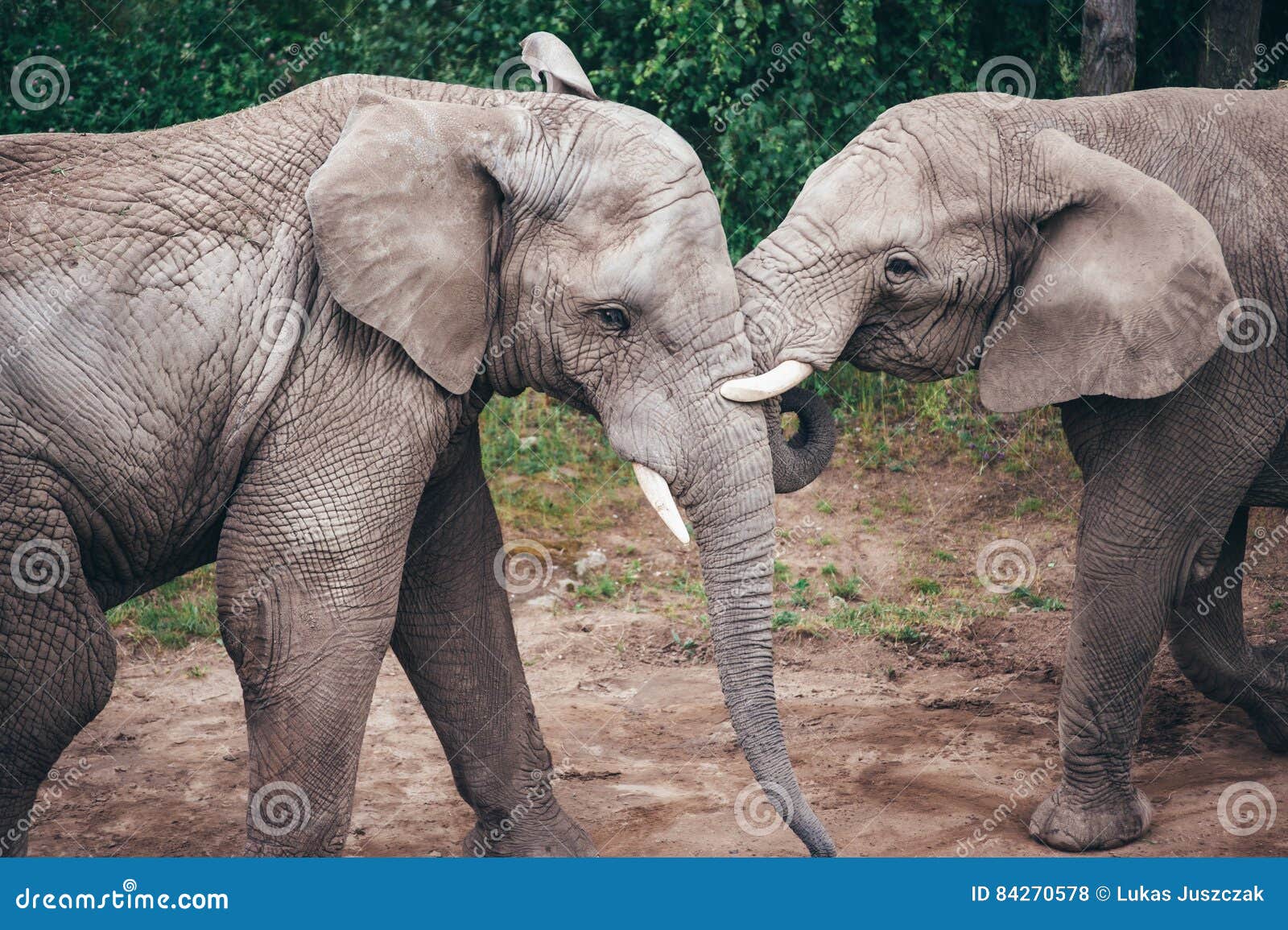 Hugging elephants stock photo. Image of cuddle, fight - 84270578