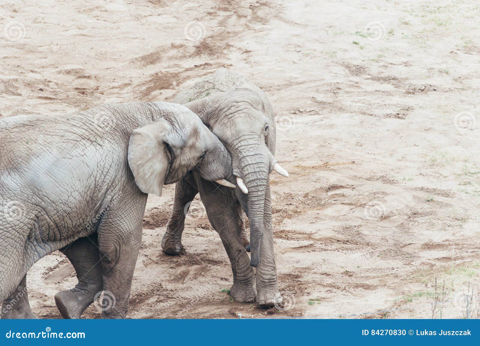 Hugging elephants stock photo. Image of wildlife, outdoor - 84270830