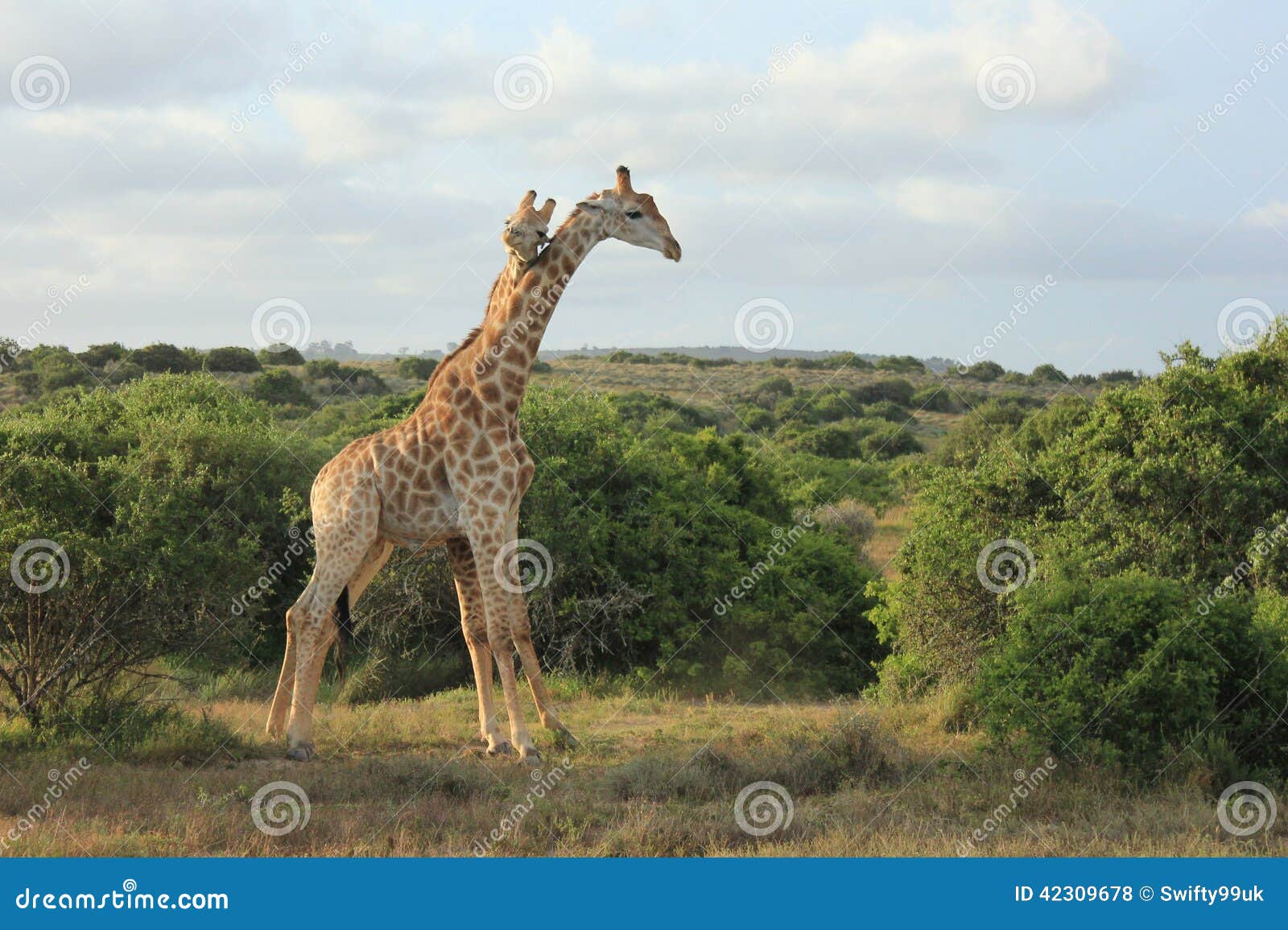 Hugging Giraffes stock photo. Image of love, bonding - 42309678
