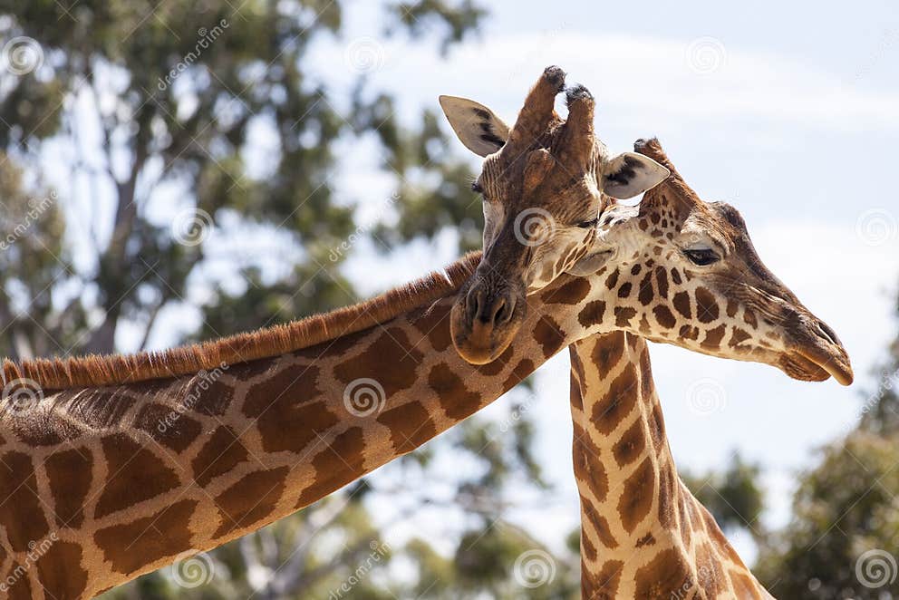 Hugging Giraffes stock photo. Image of wildlife, giraffes - 78252750