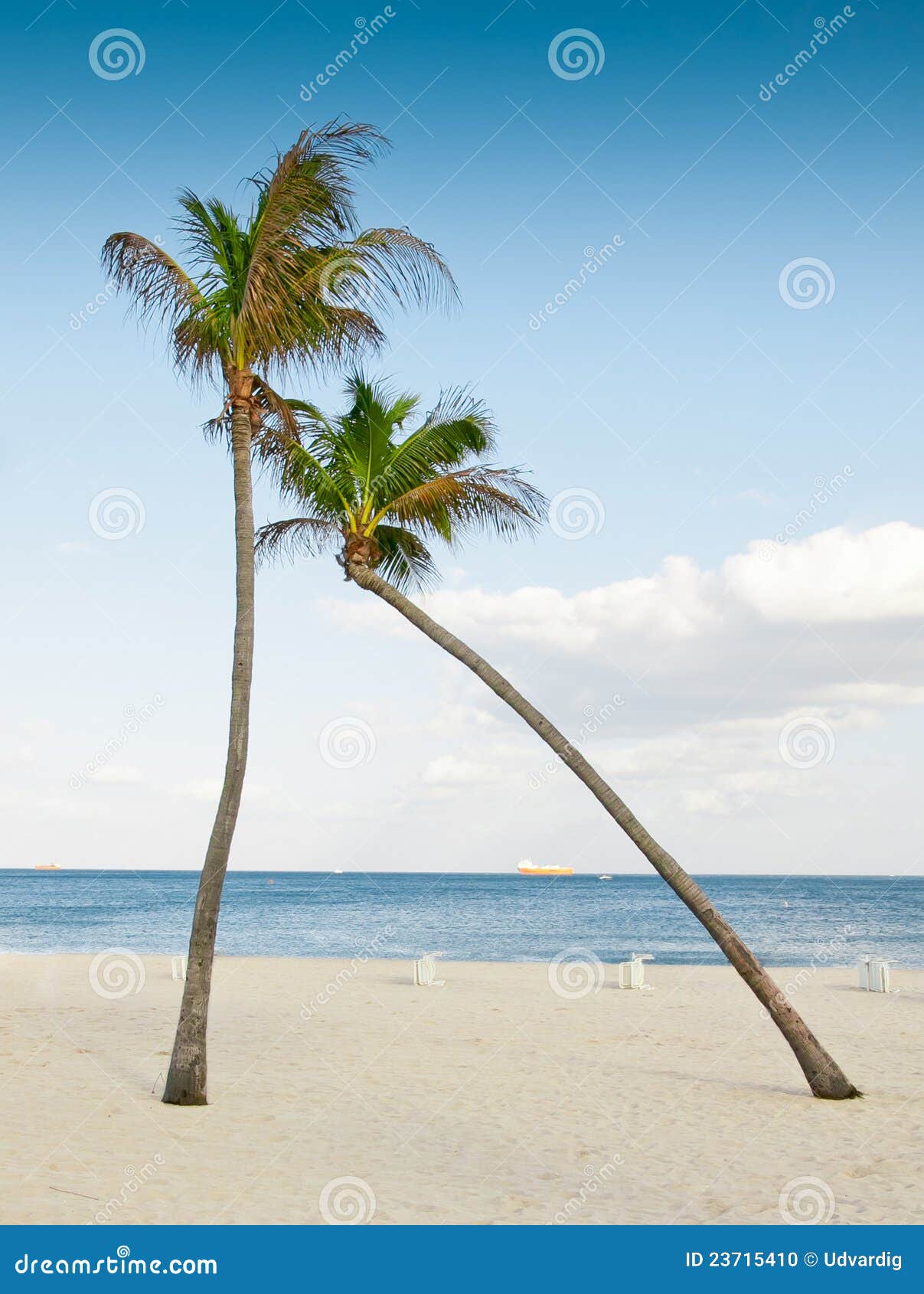 Hugging palm trees stock photo. Image of destination - 23715410