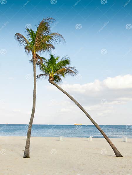 Hugging palm trees stock photo. Image of destination - 23715410