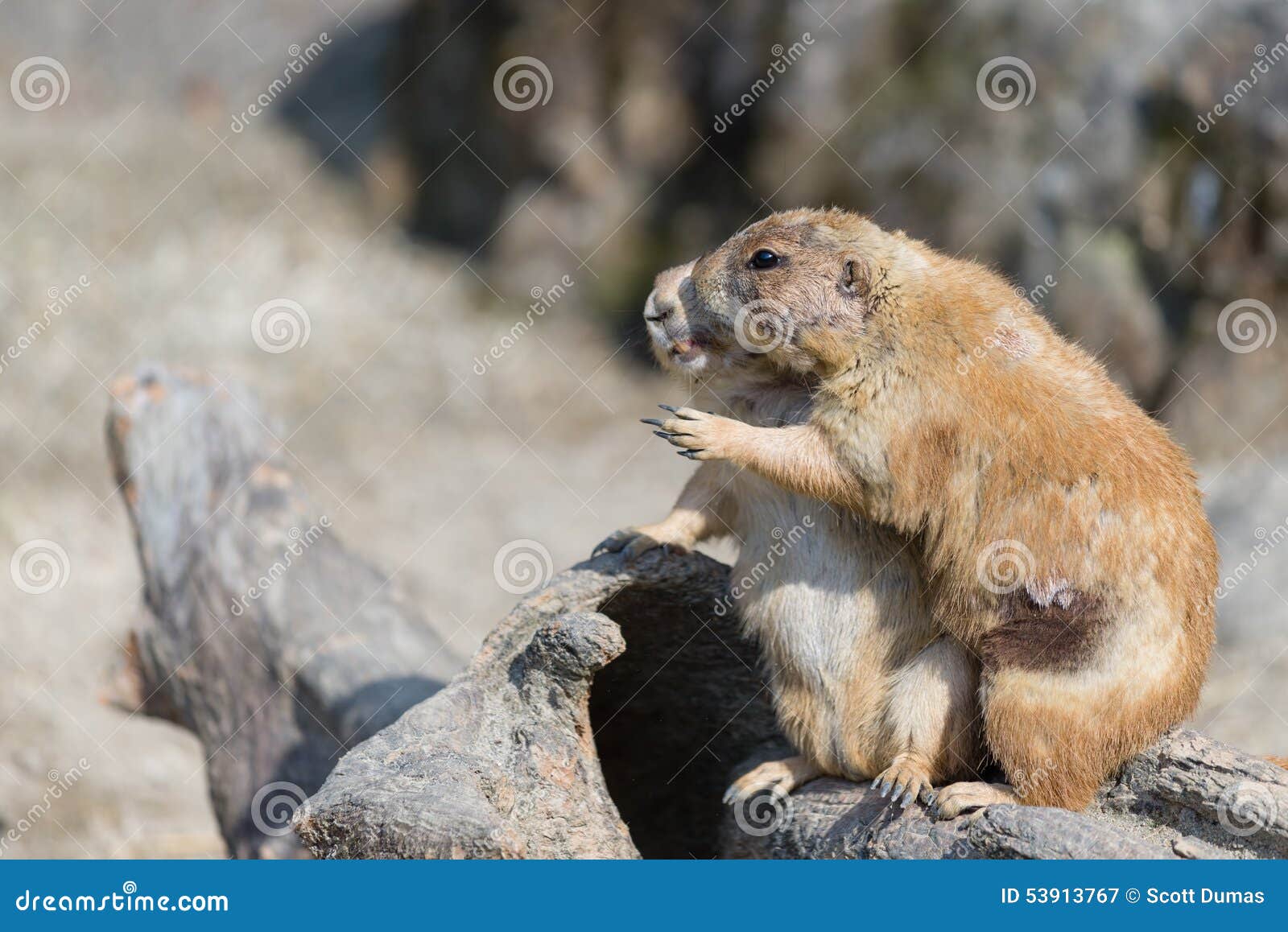 Hugging Prairie Dogs stock image. Image of cute, hugging - 53913767