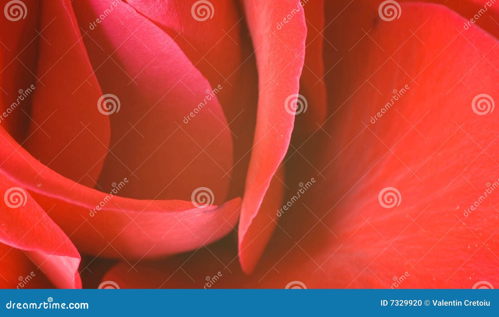 Hugging Rose stock photo. Image of tender, sweet, romance - 7329920