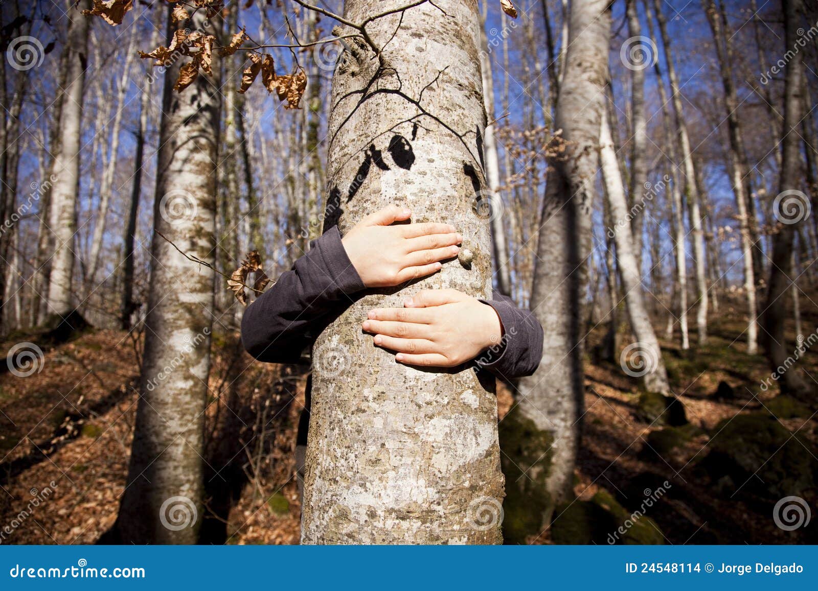 Hugging a tree stock photo. Image of affectionate, forest - 24548114