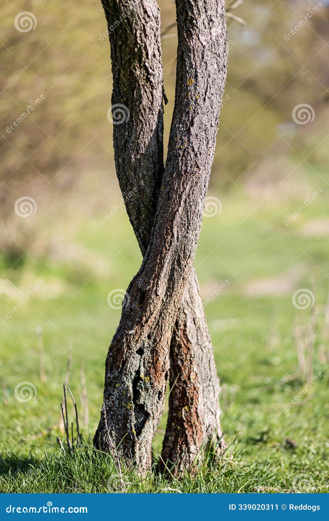 Hugging Tree Royalty-Free Stock Image | CartoonDealer.com #30050704