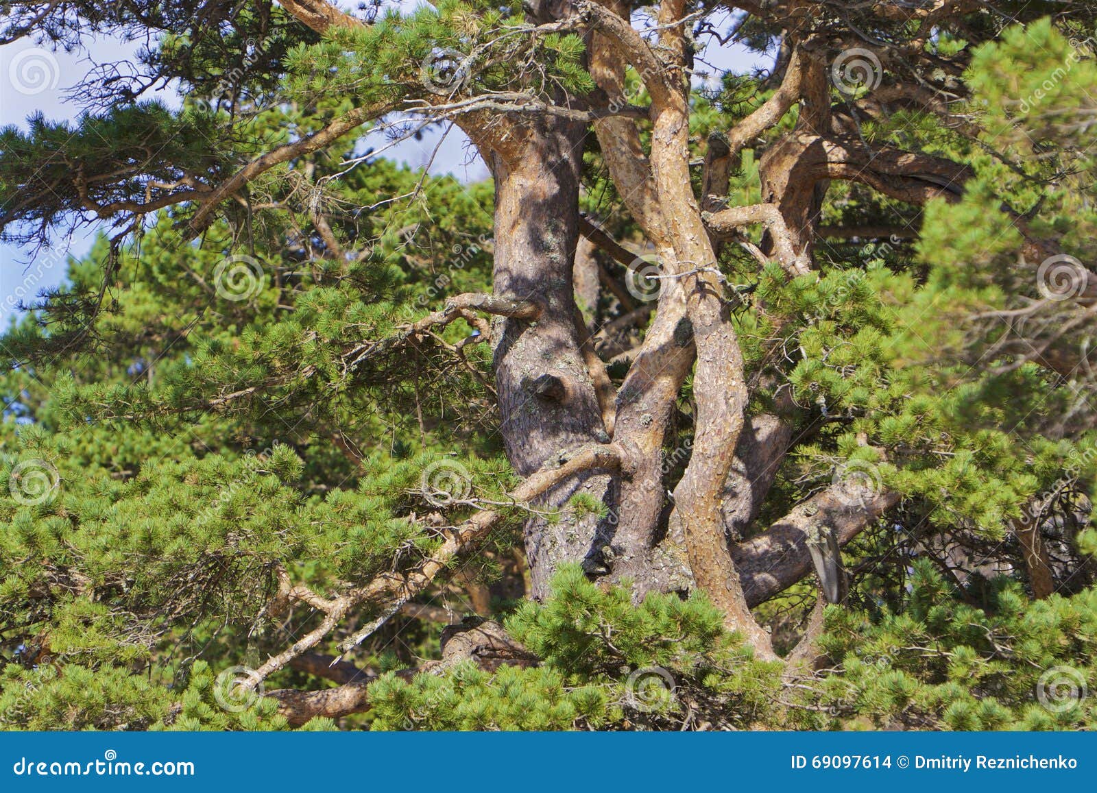 Hugging trees stock photo. Image of beautiful, macro - 69097614