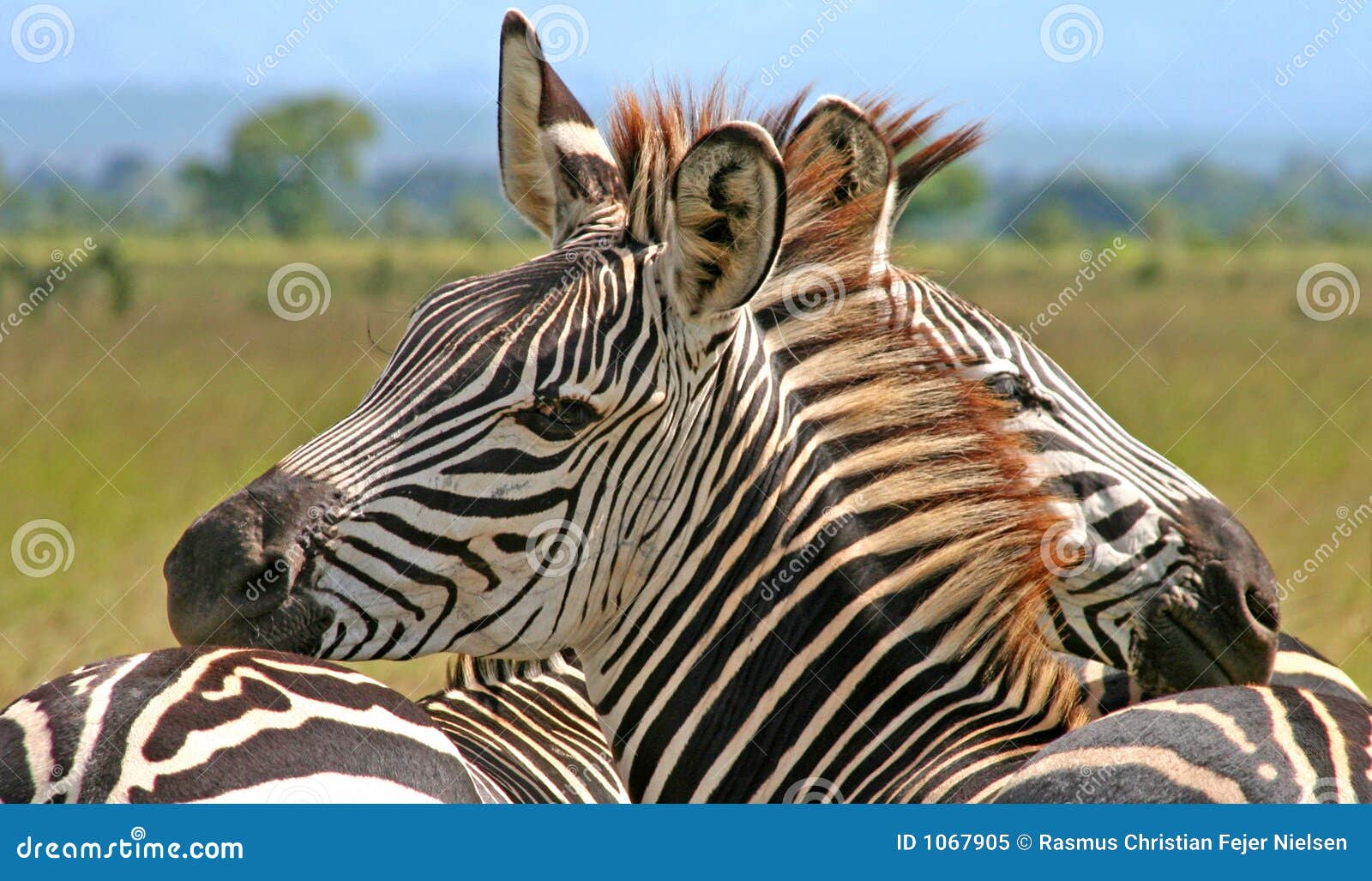 Hugging zebras stock image. Image of mikumi, zebras, animals - 1067905