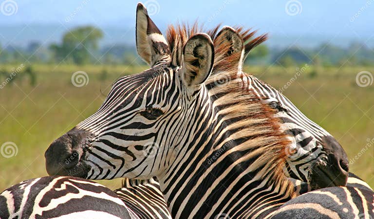 Hugging zebras stock image. Image of mikumi, zebras, animals - 1067905