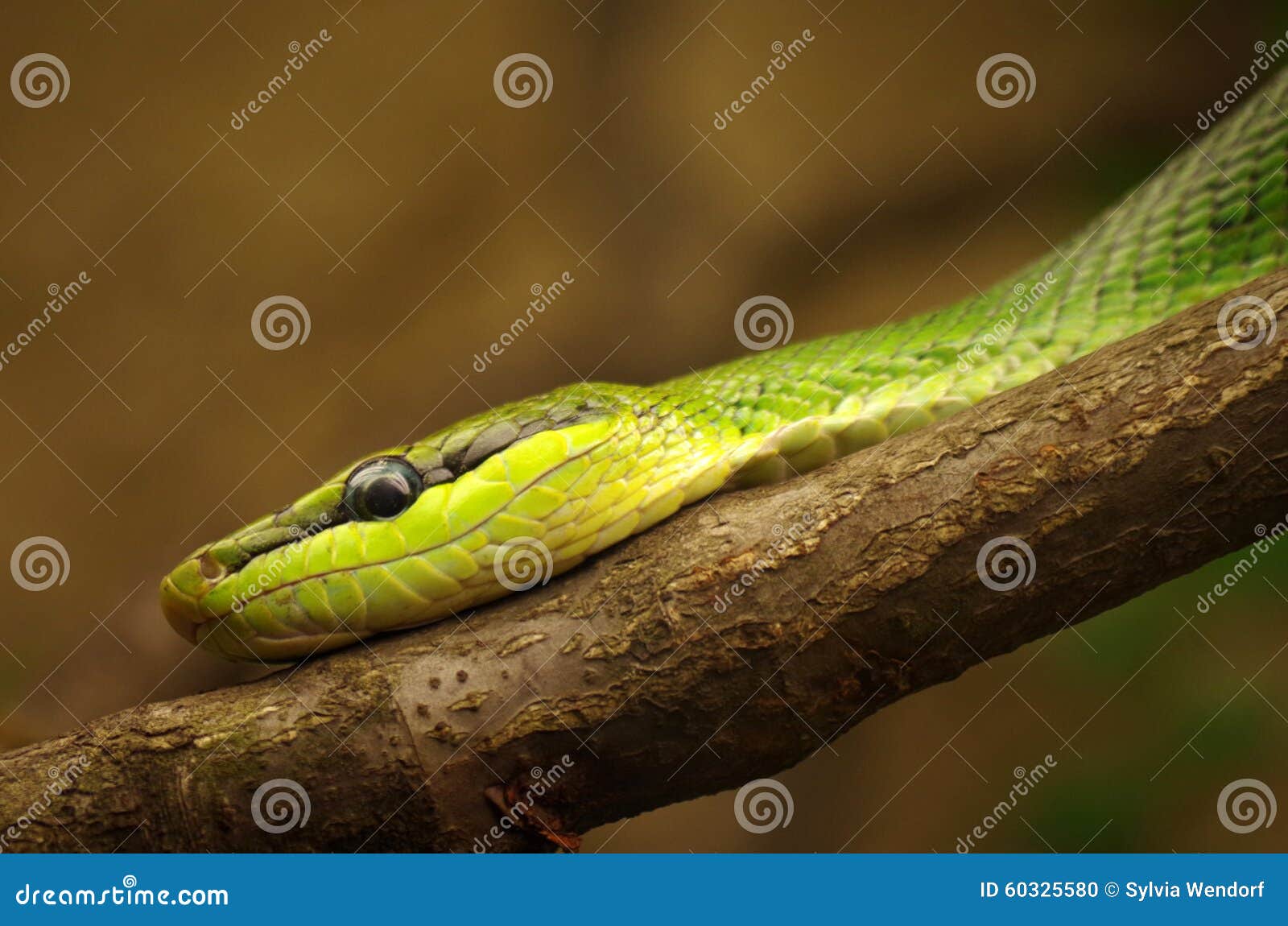 Huggorm arkivfoto. Bild av ormar, anhydrous, stänga, huvud - 60325580