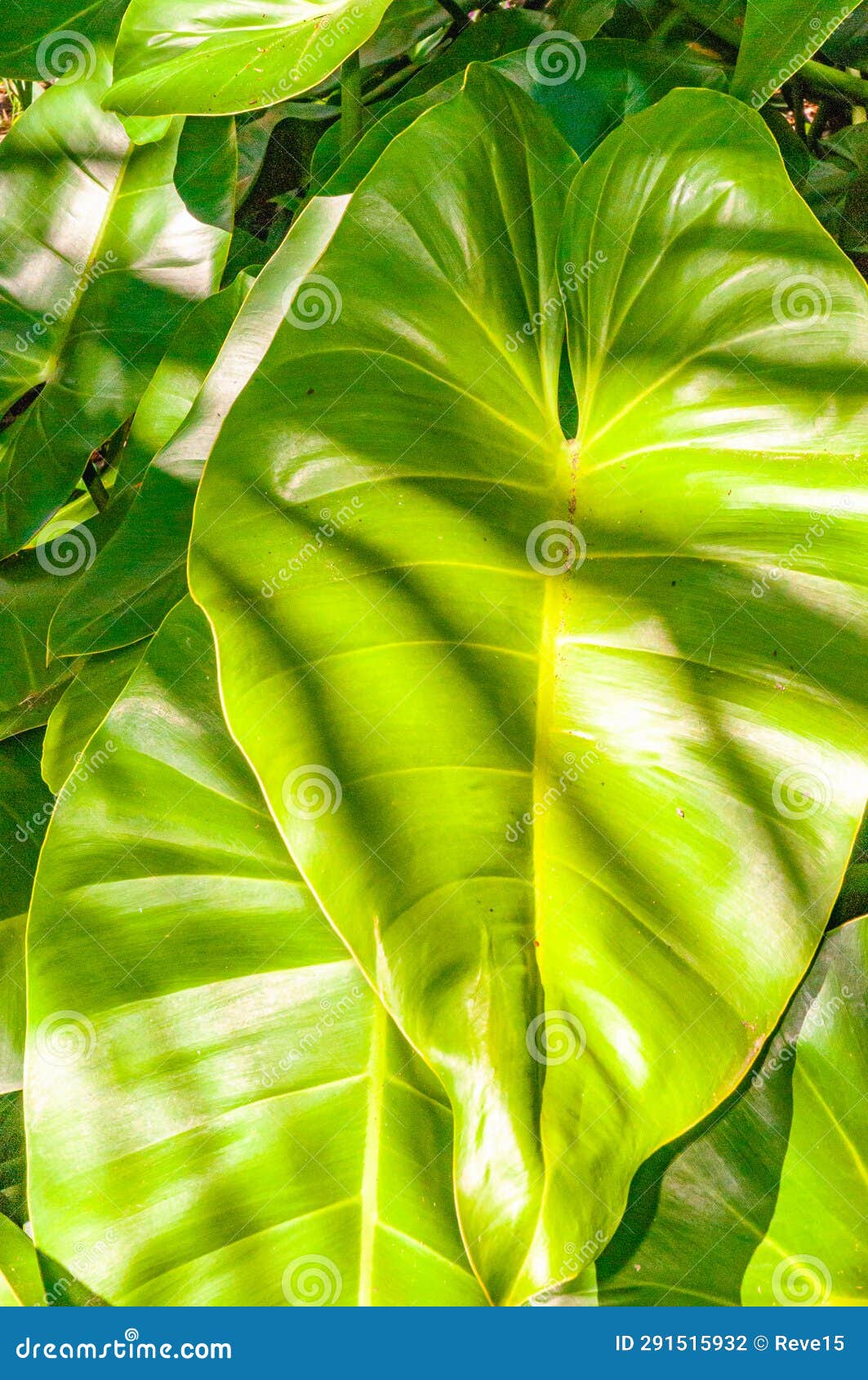 Hugh Green Leaf, Growing, in Tropical Rain Forest Stock Photo - Image ...