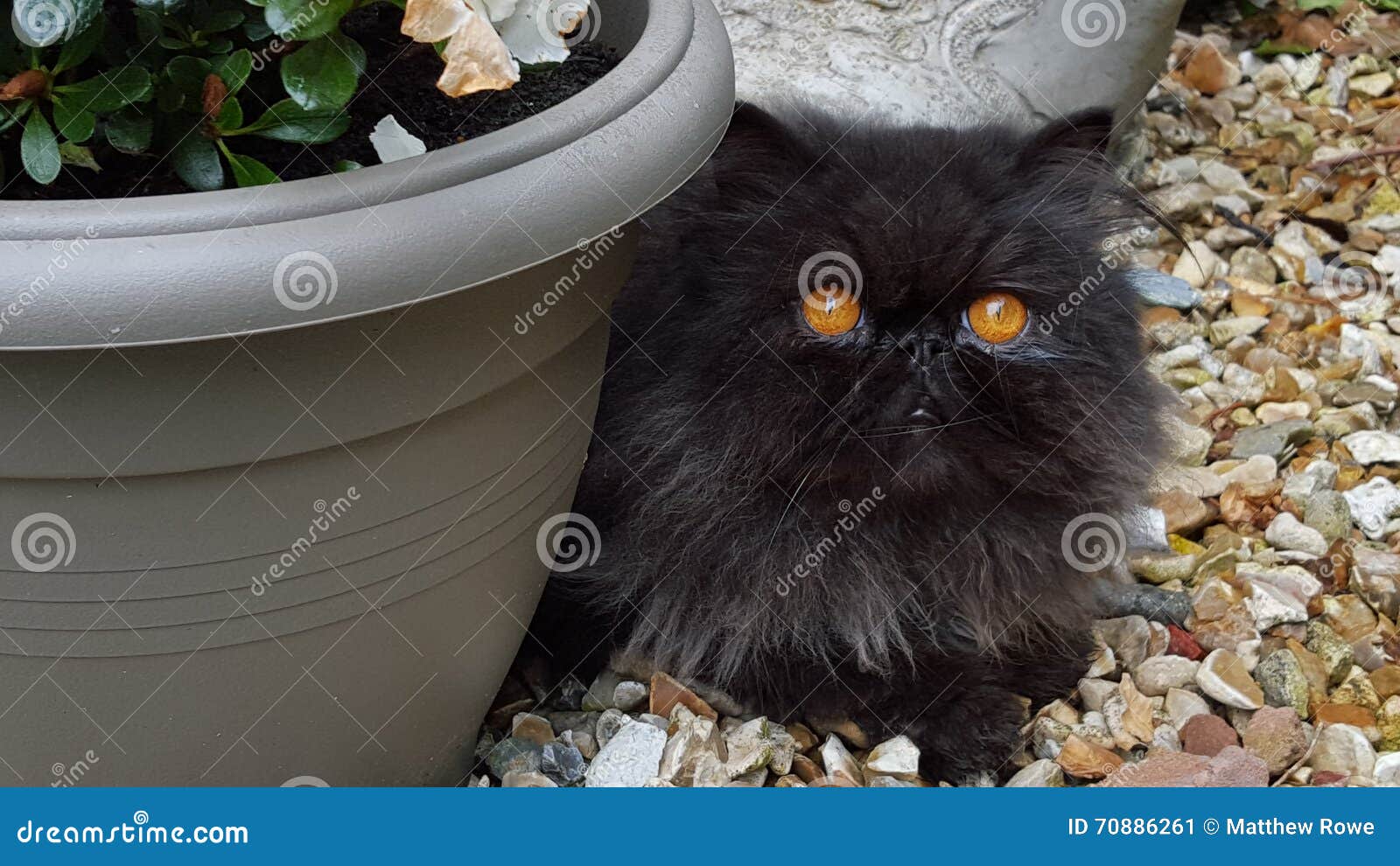 Hugo the cat stock image. Image of animal, black, delicate - 70886261