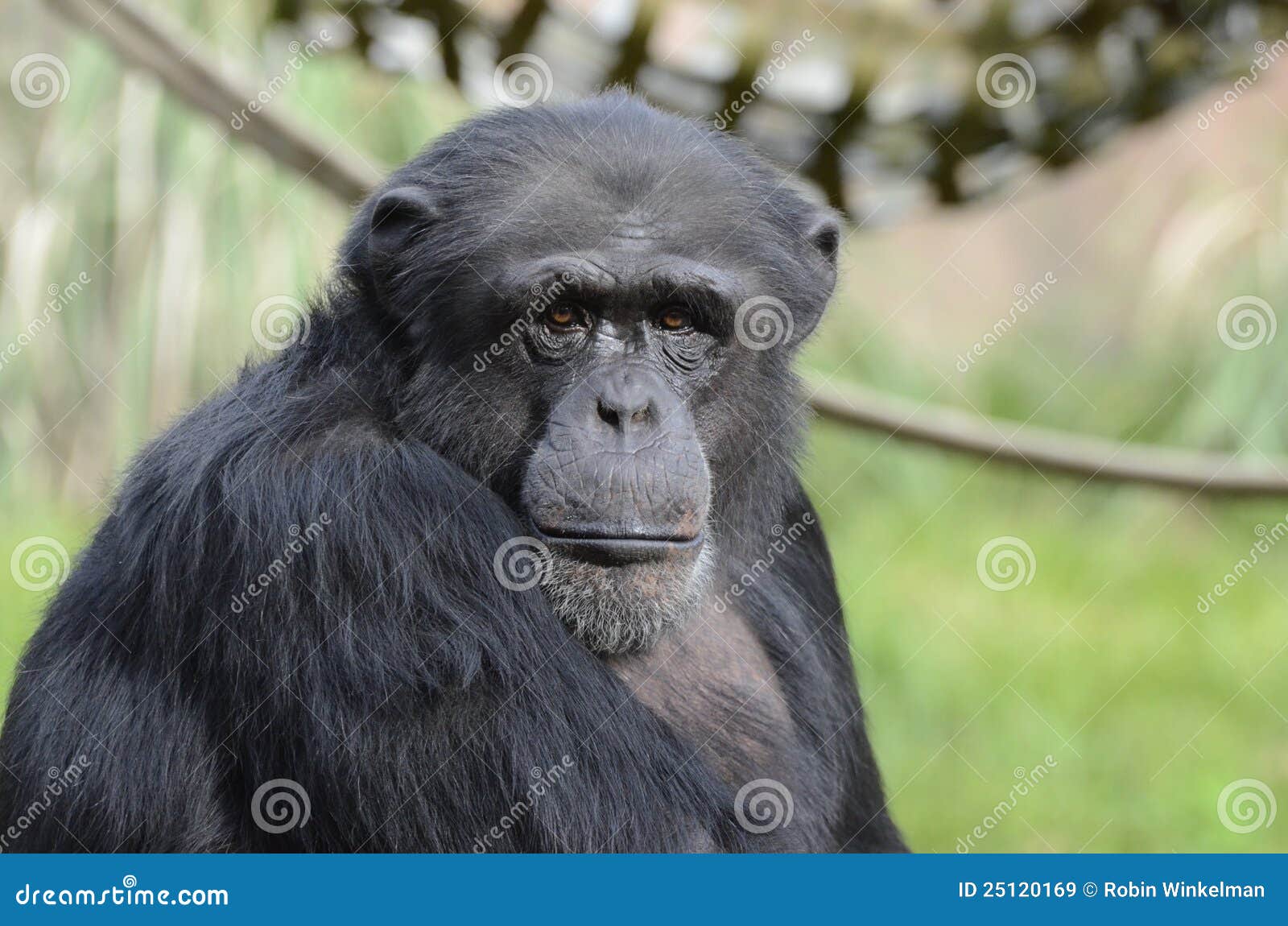 Hugo chimpanzee stock image. Image of gaze, peers, alpha - 25120169