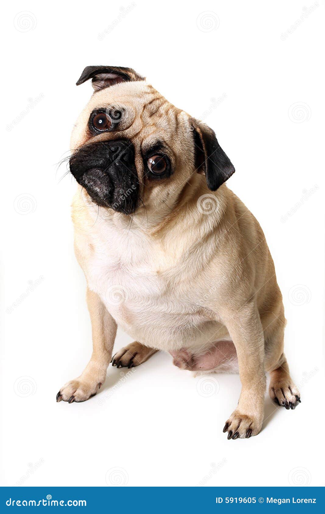 Huh? stock image. Image of pampered, studio, friendly - 5919605